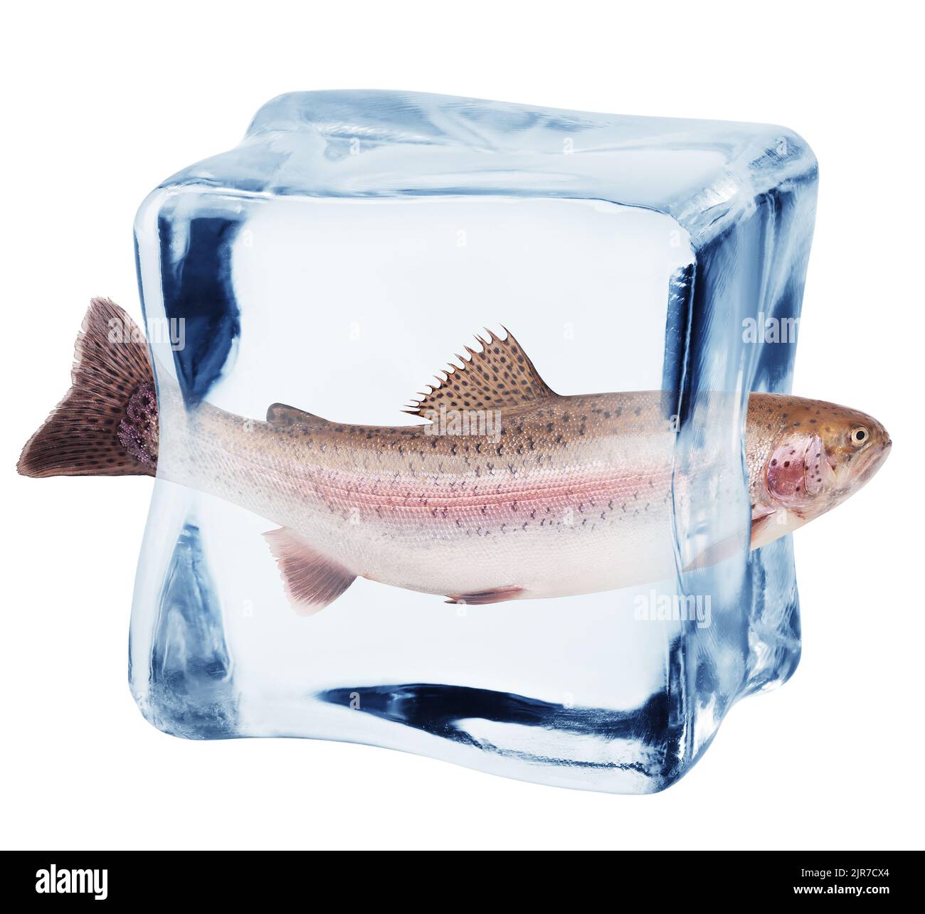 rainbow trout in ice cube, isolated on white background, clipping path ...