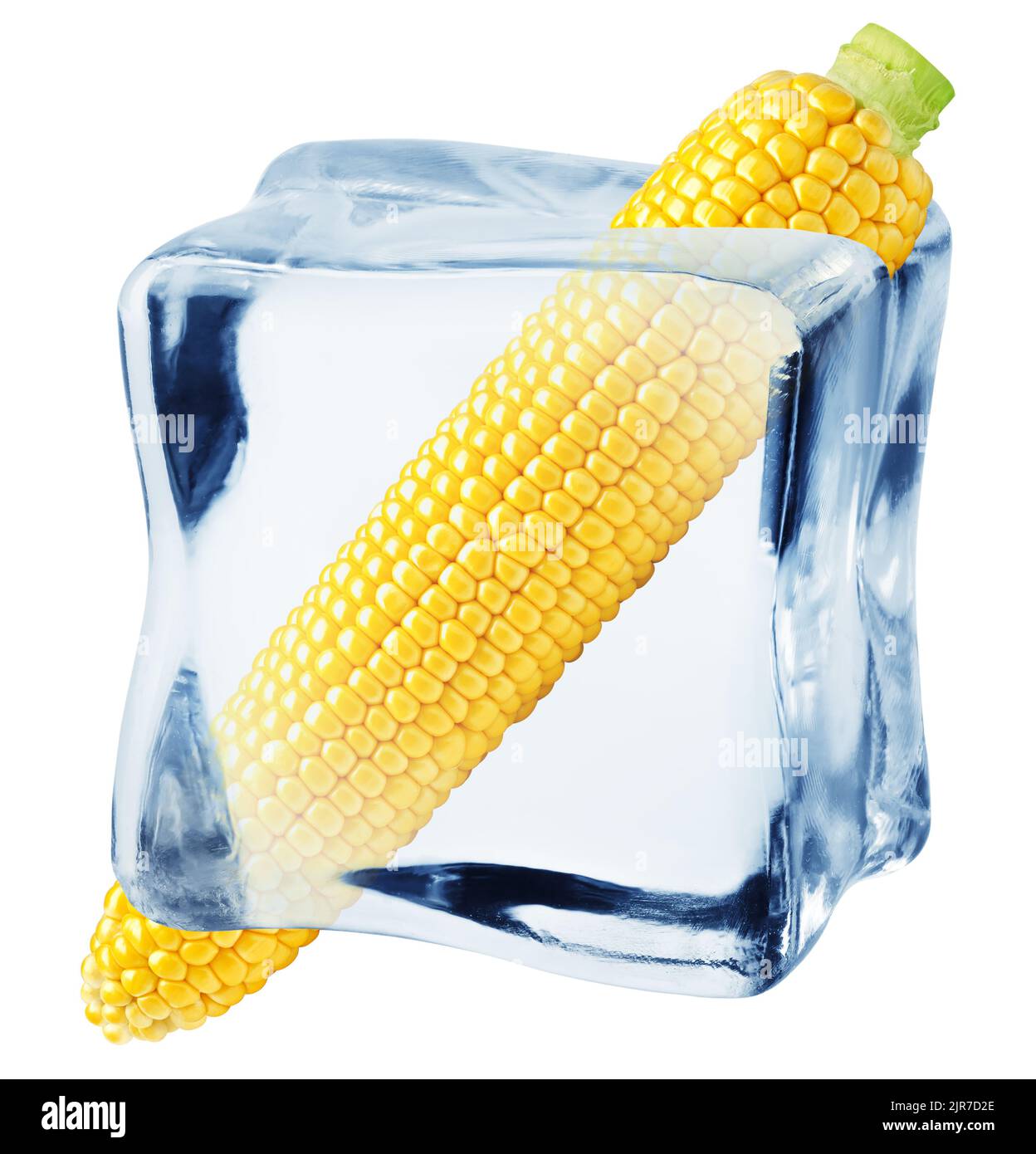 corn ear in ice cube, isolated on white background, clipping path, full ...