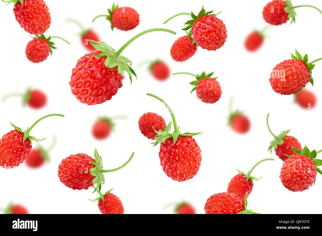 Falling Wild strawberry isolated on white background, selective focus ...