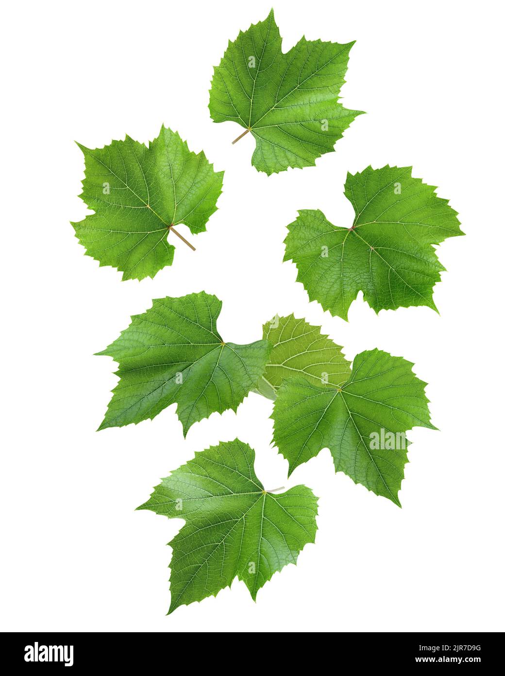 Falling Grape leaf, isolated on white background, clipping path, full ...