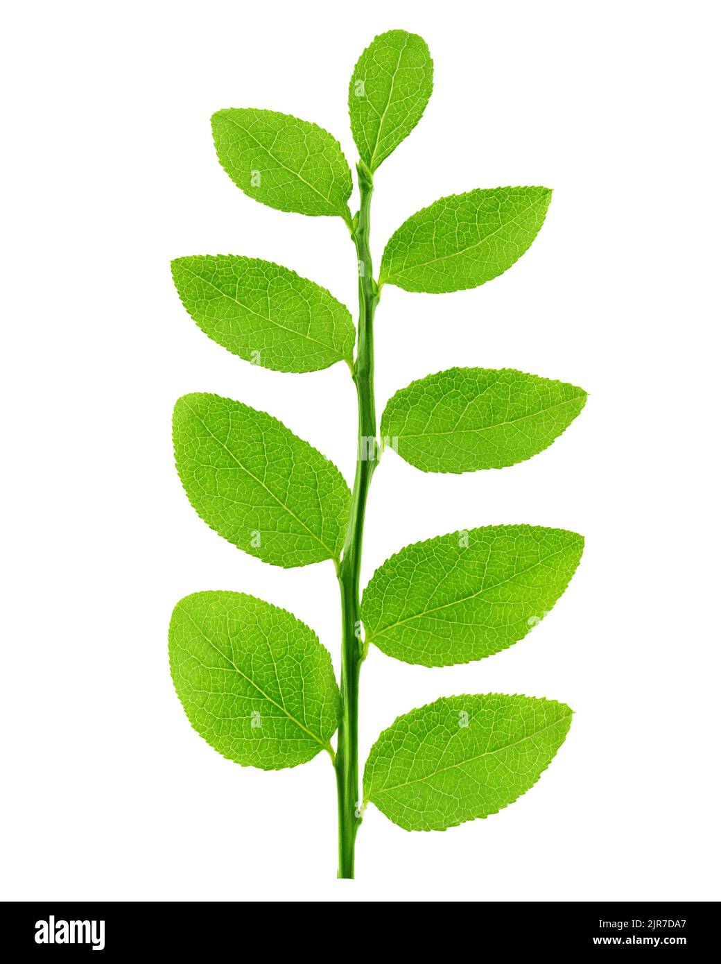 Blueberry leaf, isolated on white background, clipping path, full depth ...