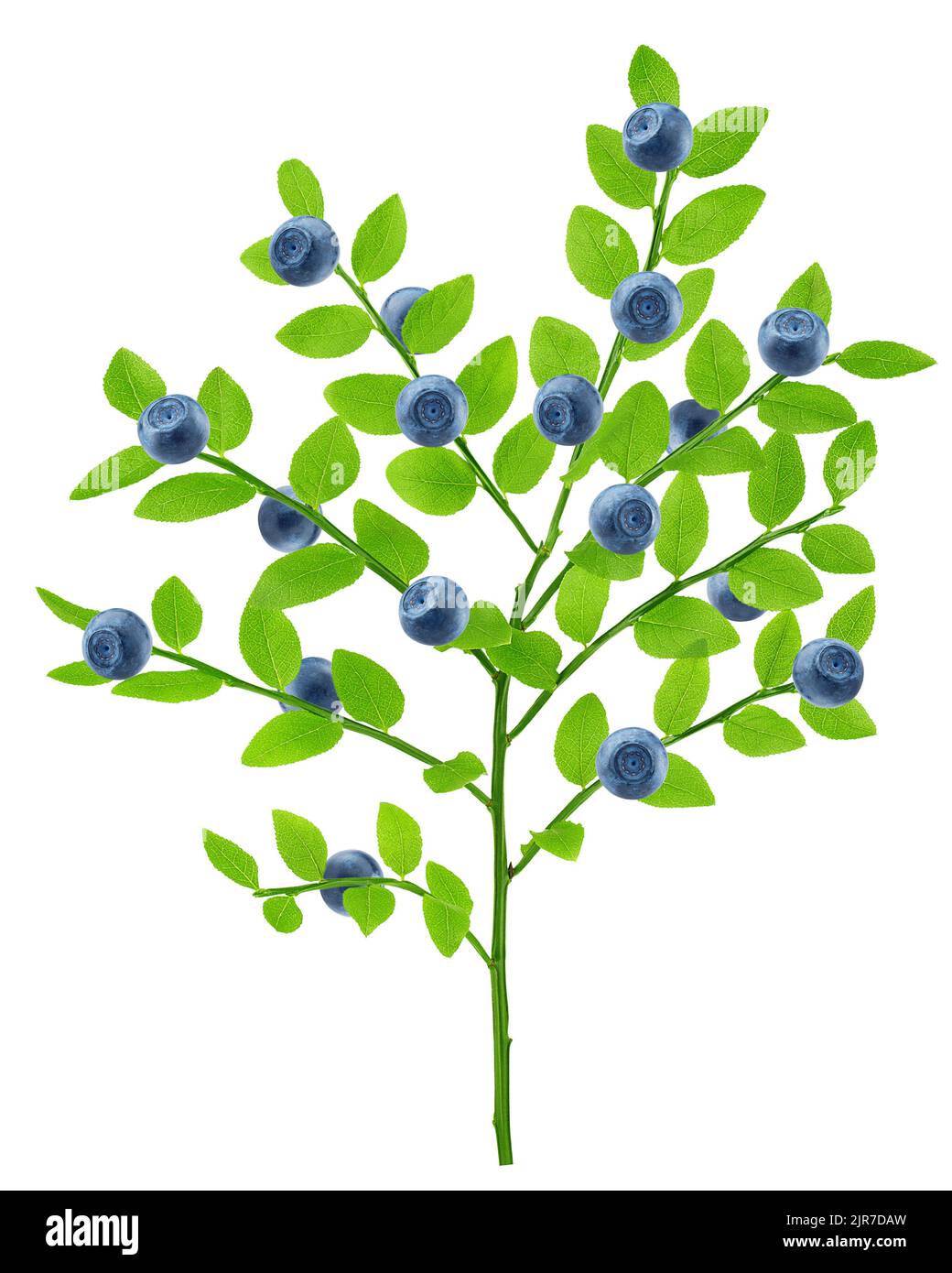 Blueberries on branch with leaves, isolated on white background ...