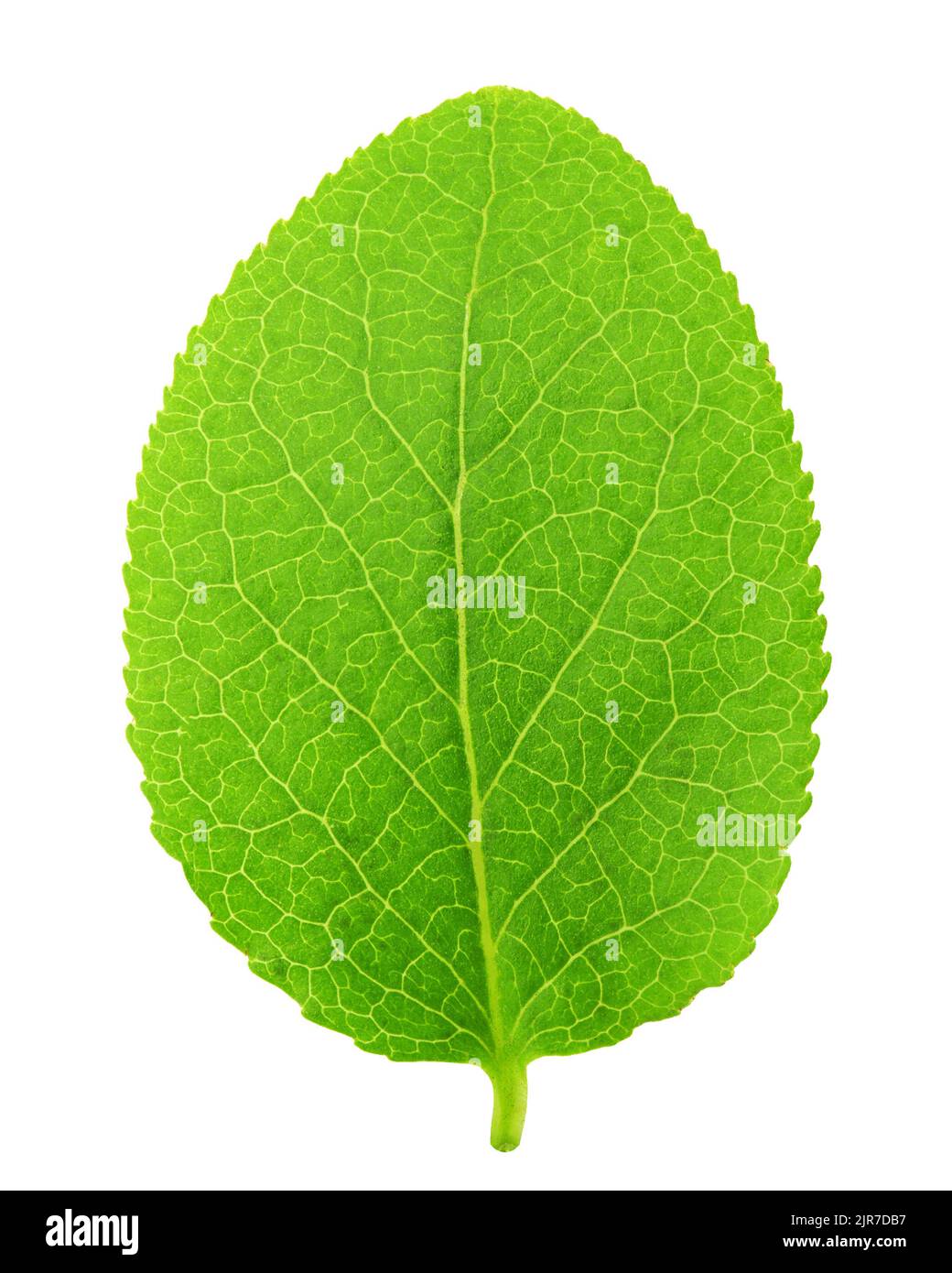 Blueberry leaf, isolated on white background, clipping path, full depth ...