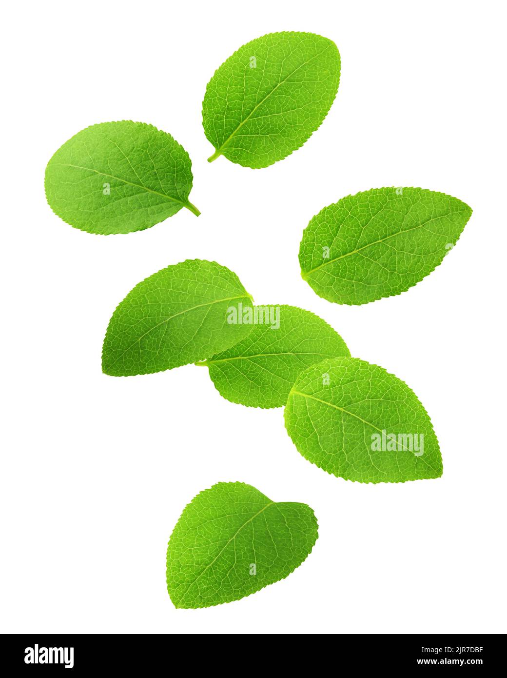 Falling Blueberry leaf, isolated on white background, clipping path ...