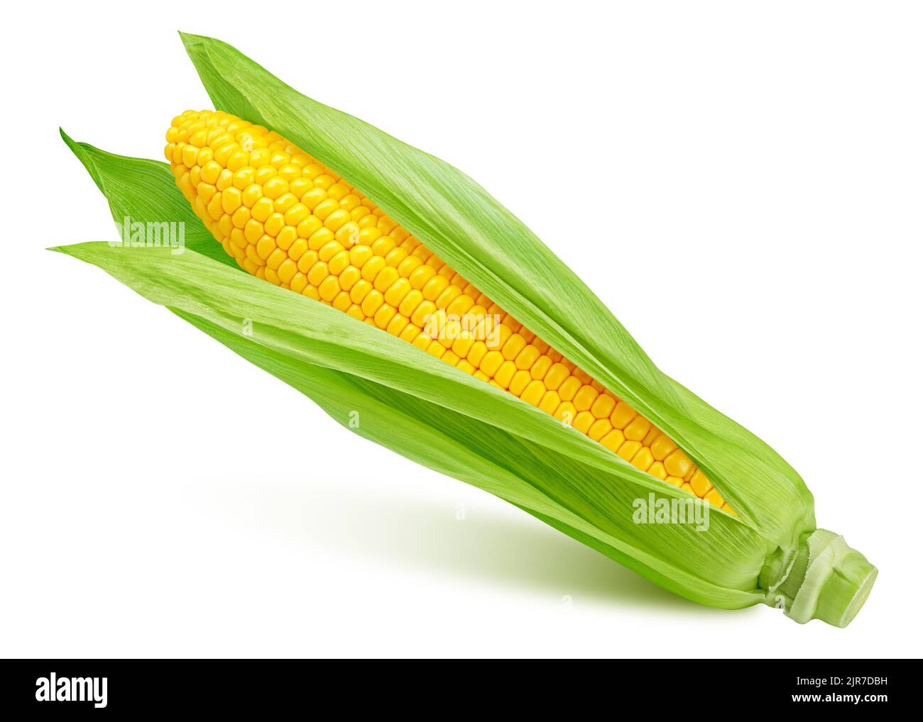 corn ear, isolated on white background, clipping path, full depth of ...