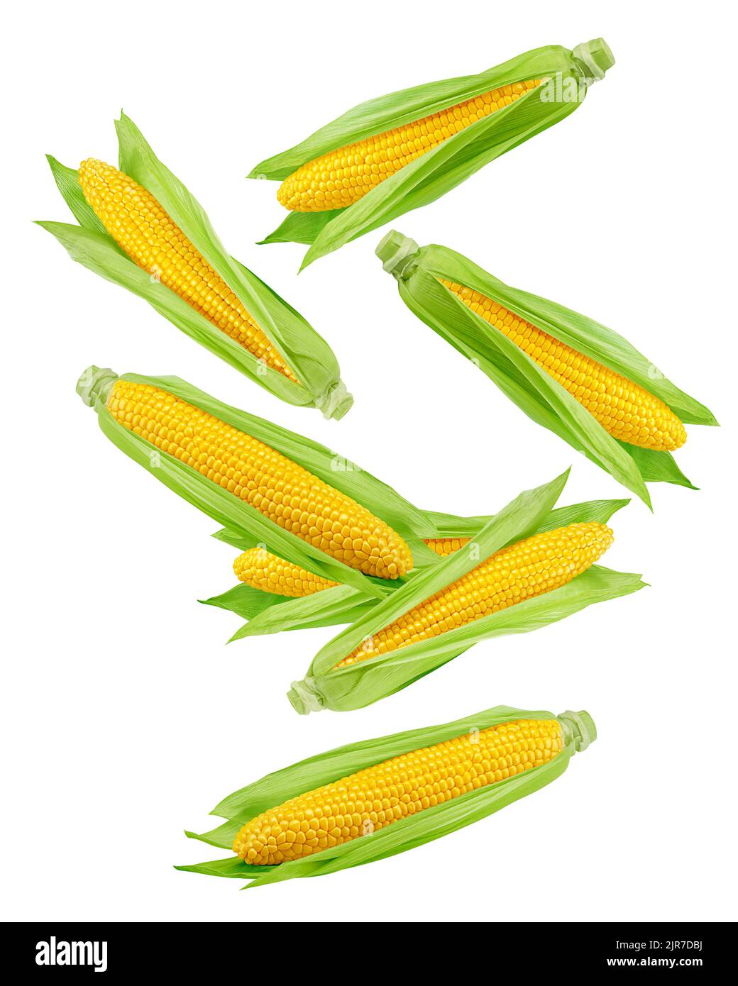 Falling corn ear, isolated on white background, clipping path, full ...