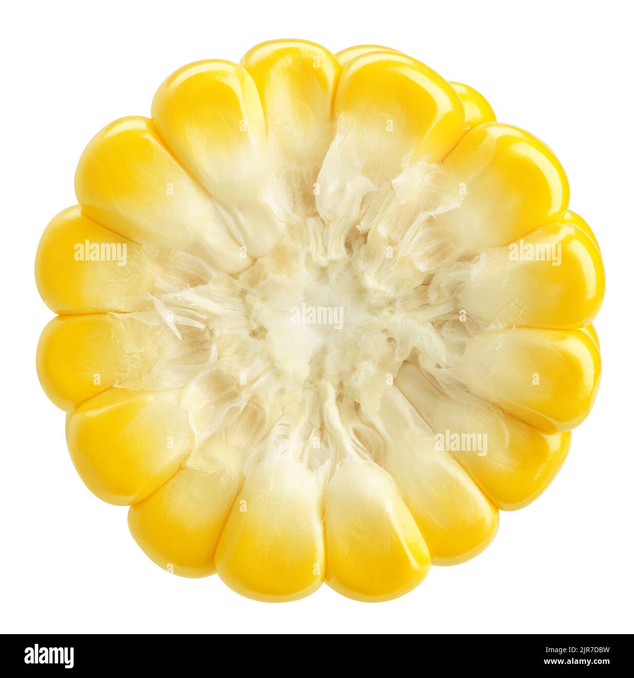 corn ear, isolated on white background, clipping path, full depth of ...