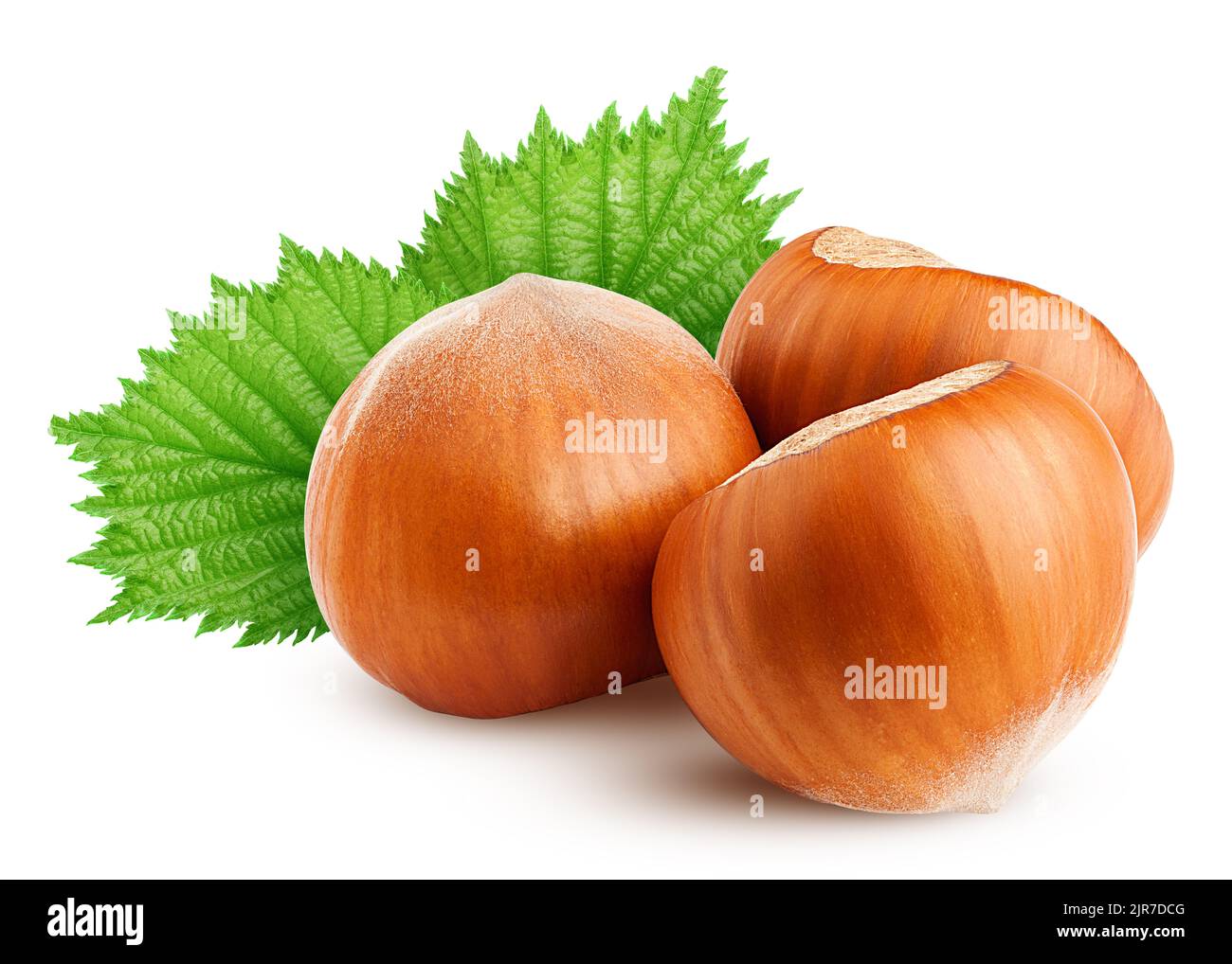 hazelnut leaf, isolated on white background, clipping path, full depth ...
