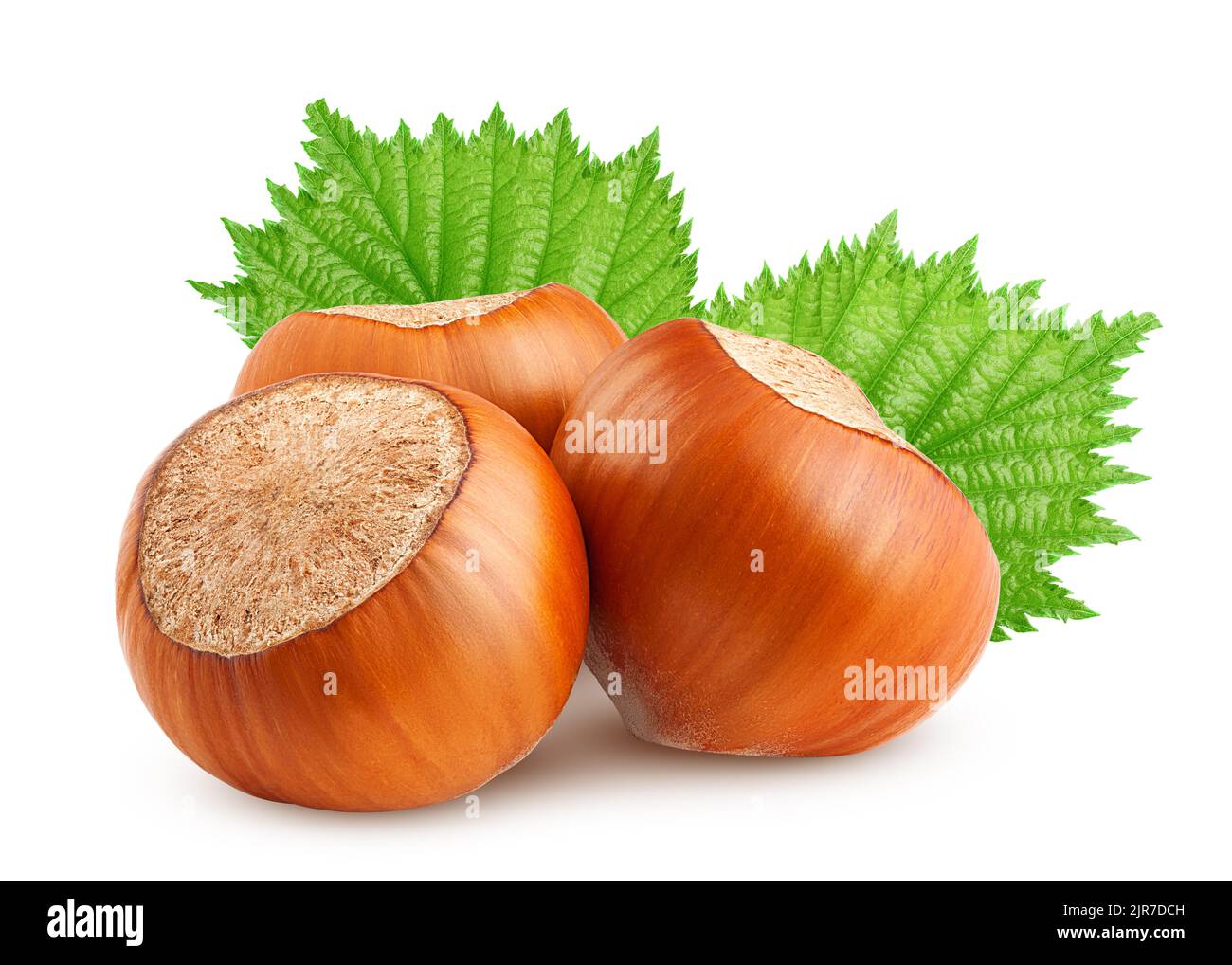 hazelnut leaf, isolated on white background, clipping path, full depth ...