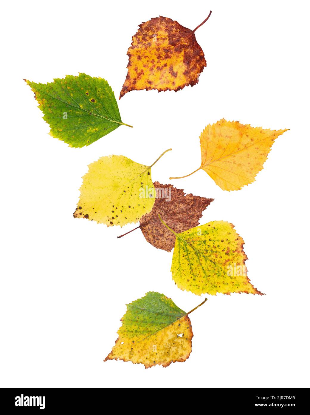 autumn falling leaves, isolated on white background, clipping path ...