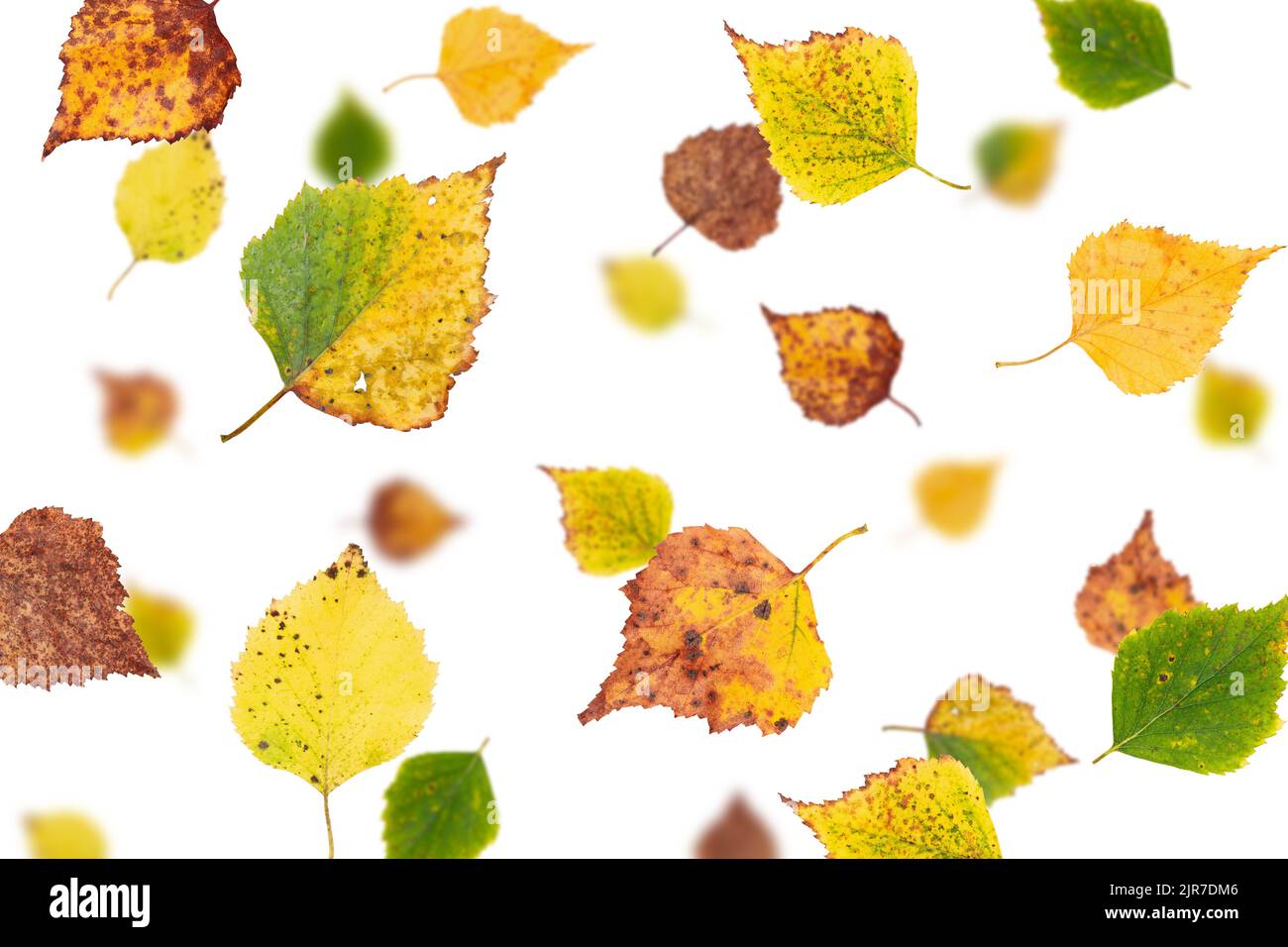 autumn falling leaves, isolated on white background, selective focus ...