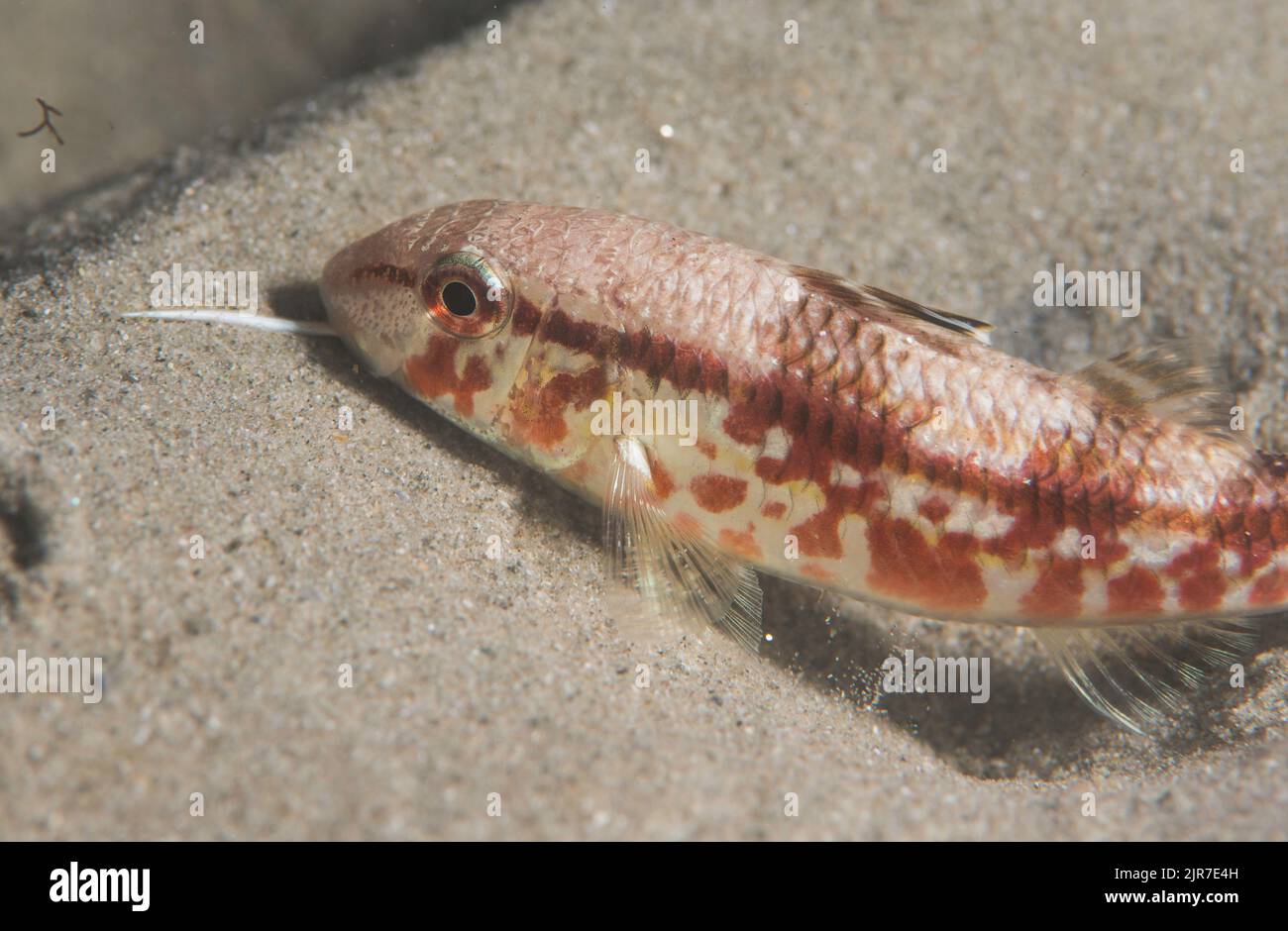Mullet species hi-res stock photography and images - Alamy