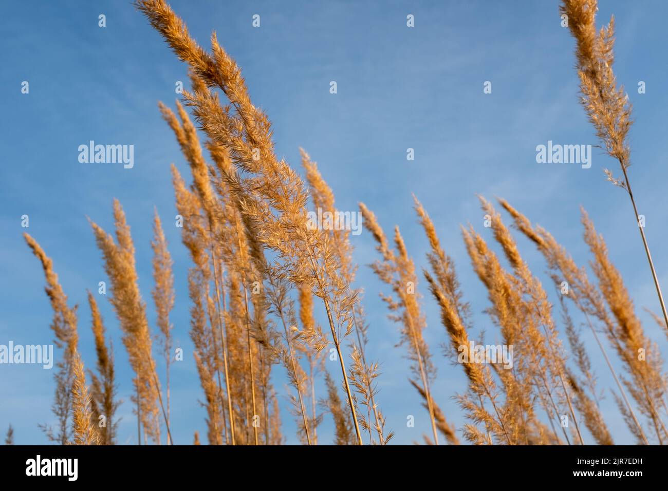 Golden dried grass stems against blue sky background. Autumn field ...