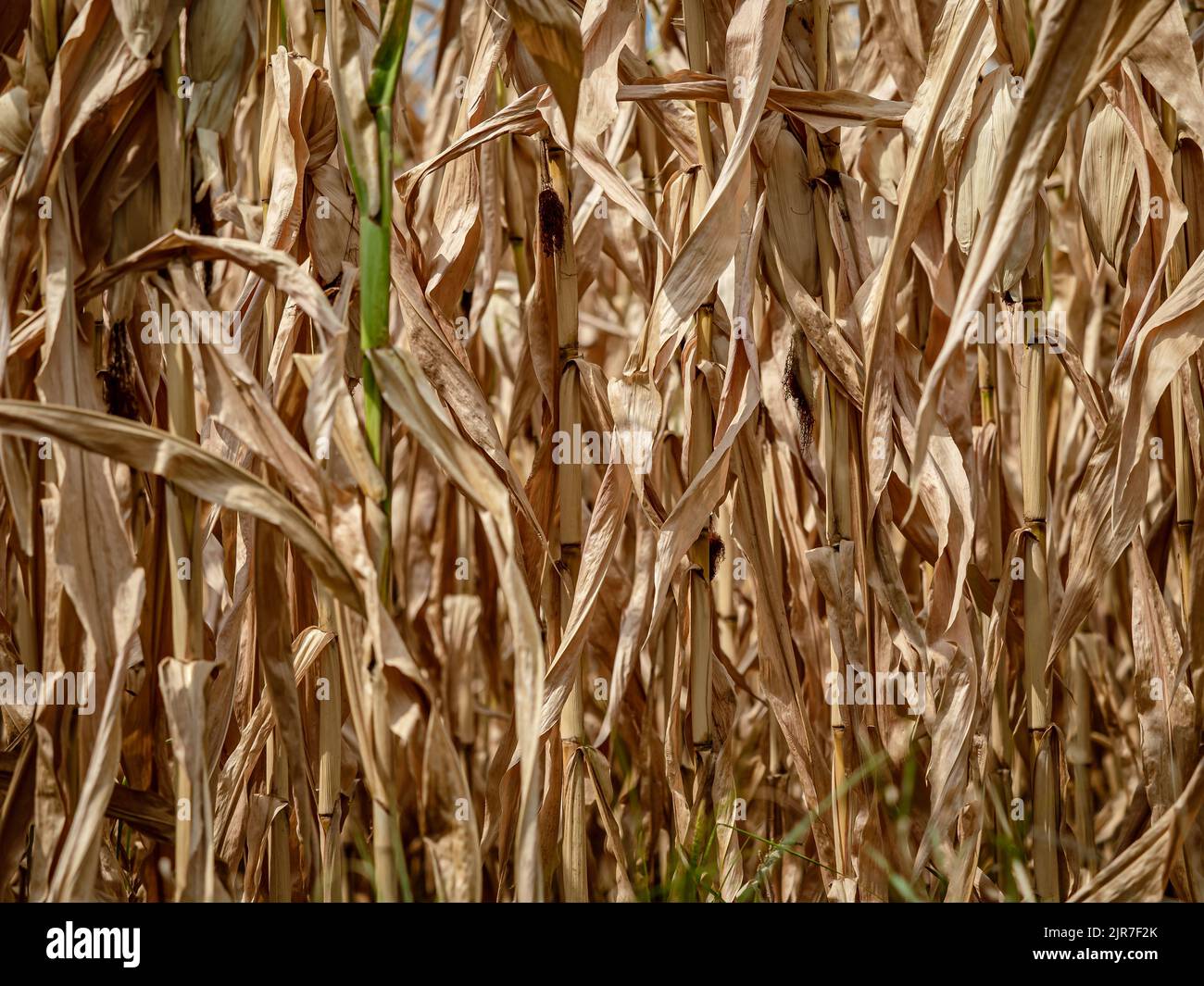 Dry leaves and corn stalks ready for harvest. Golden on a blue ...