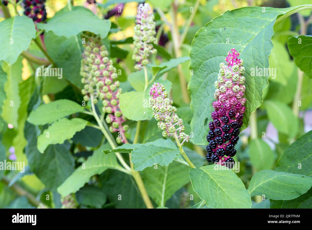Ripe fruit of Phytolacca Americana or Pokeweed is a medicinal plant ...