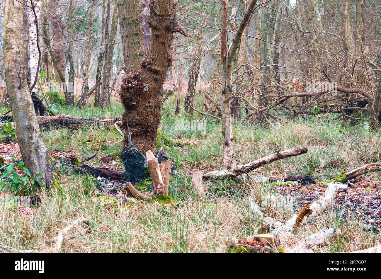 Fallen Trees at Arne Nature Reserve, Dorset, UK Stock Photo - Alamy