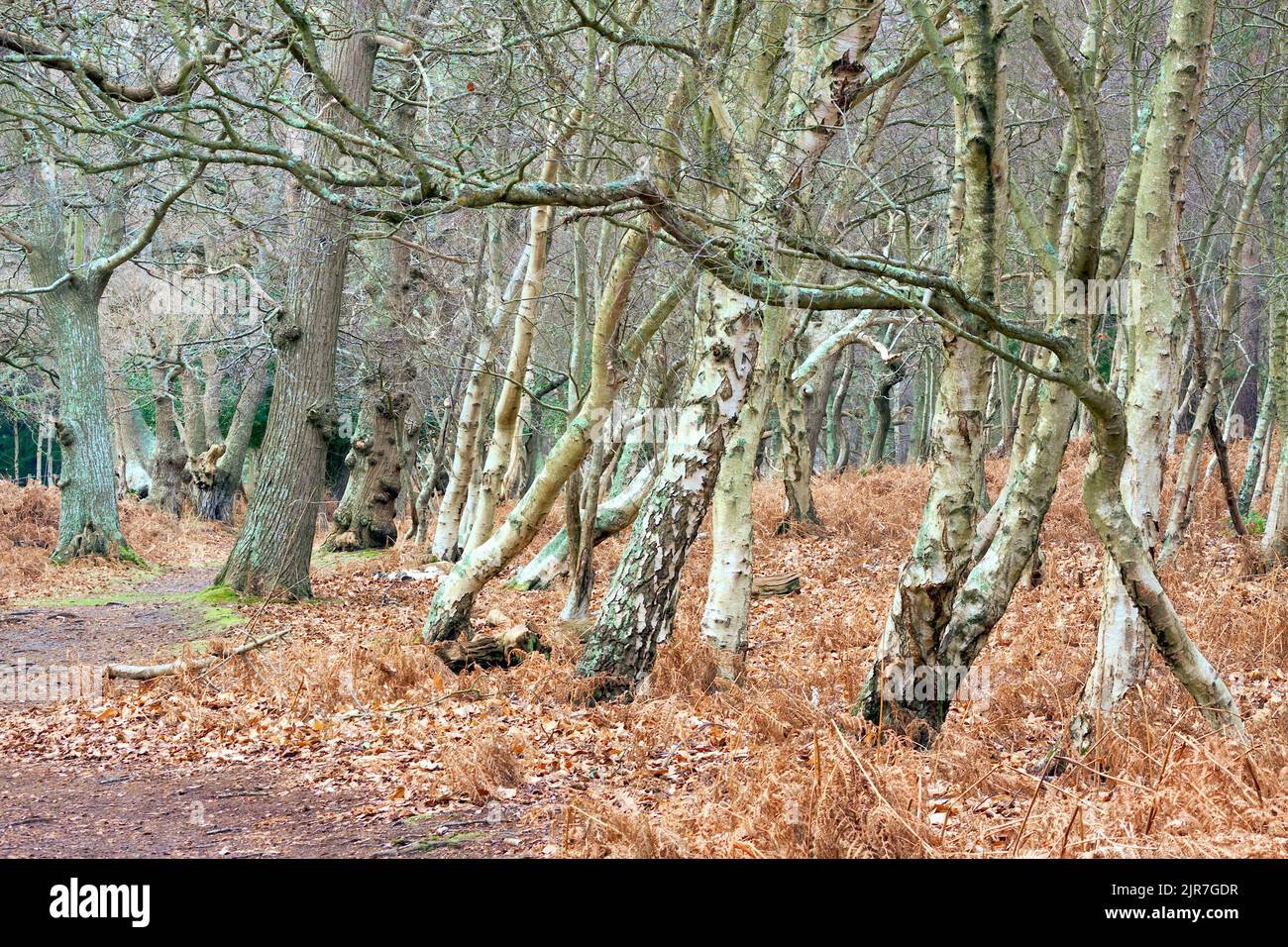 Leaning Birch and Pine Trees at Arne Nature Reserve, Dorset Stock Photo ...