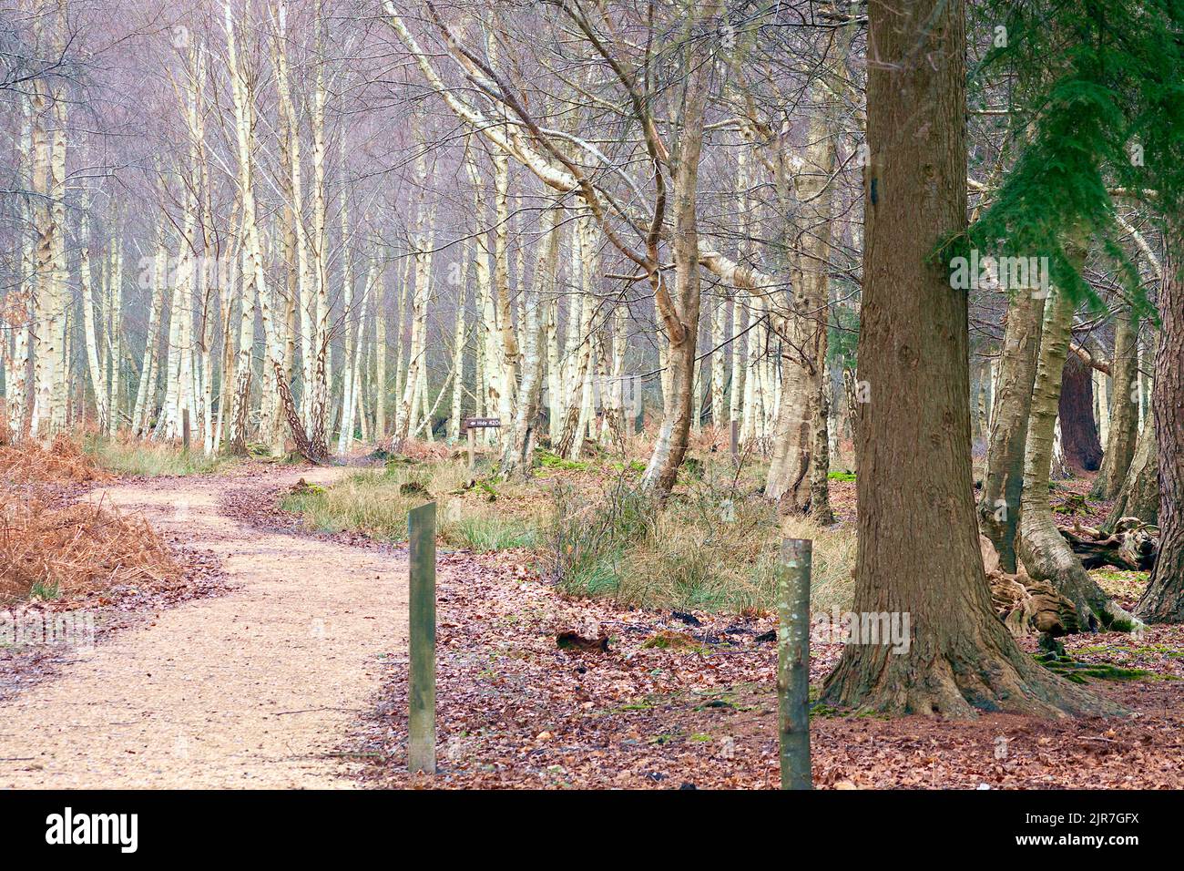 Woodland Path Arne Nature Reserve, Dorset, UK Stock Photo - Alamy