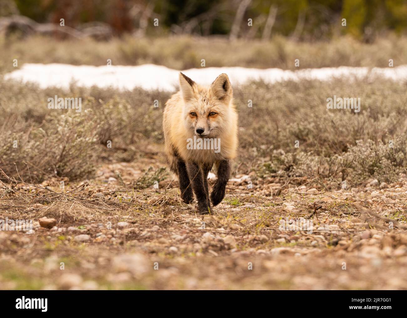 Fox on the Hunt Stock Photo - Alamy