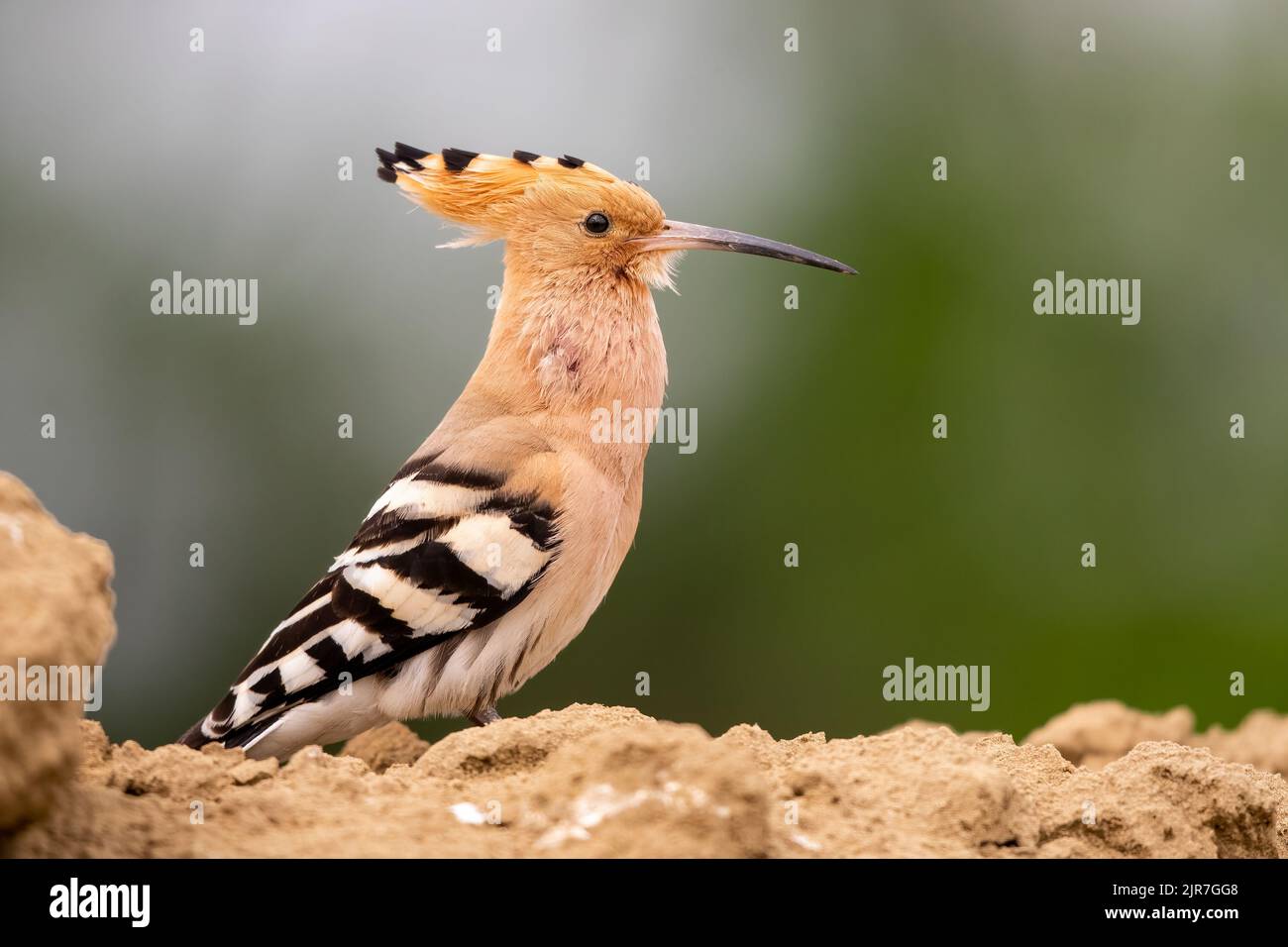 Eurasian Hoope (Upupa epops) fpraging on sandy ground, Hungary Stock ...
