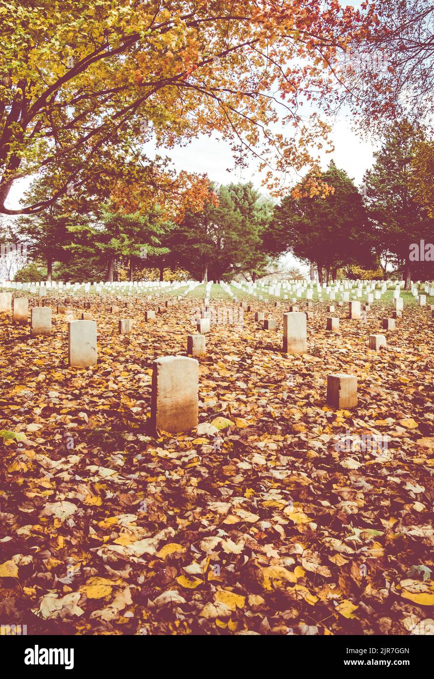 A vertical shot of grave headstones in the Stones River Battlefield ...