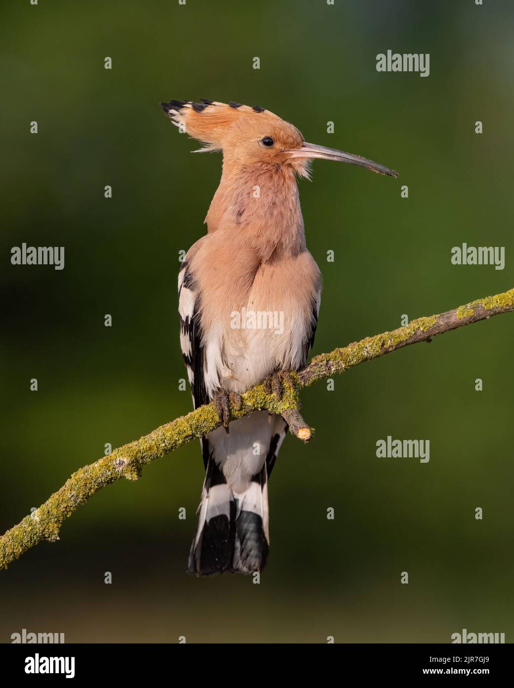 Hoope and stick hi-res stock photography and images - Alamy