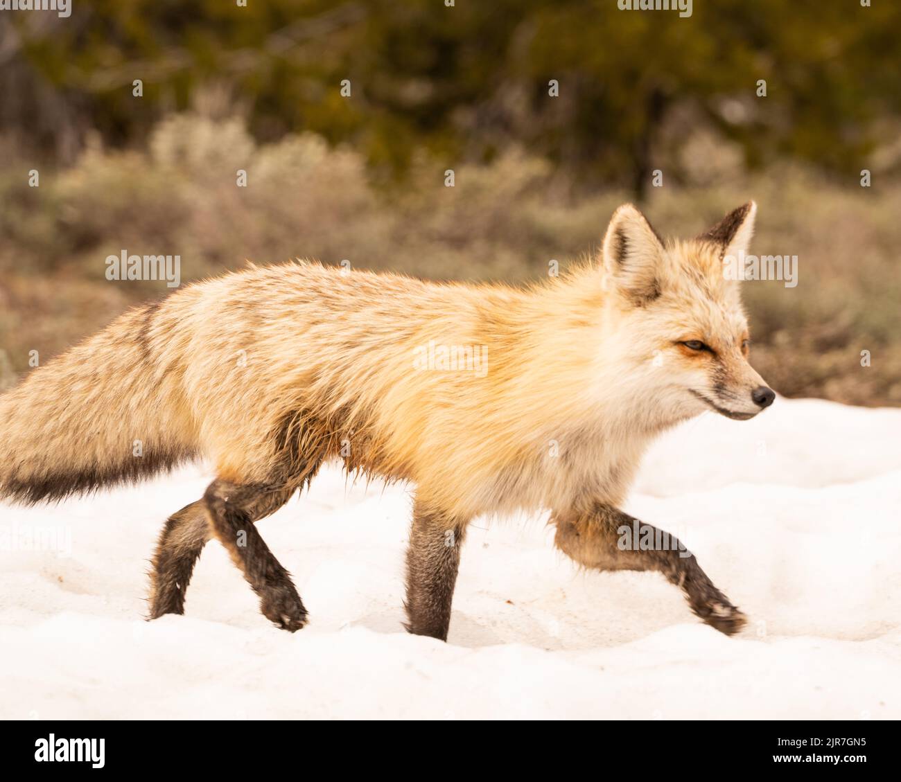 Fox with fluffy tail hi-res stock photography and images - Alamy