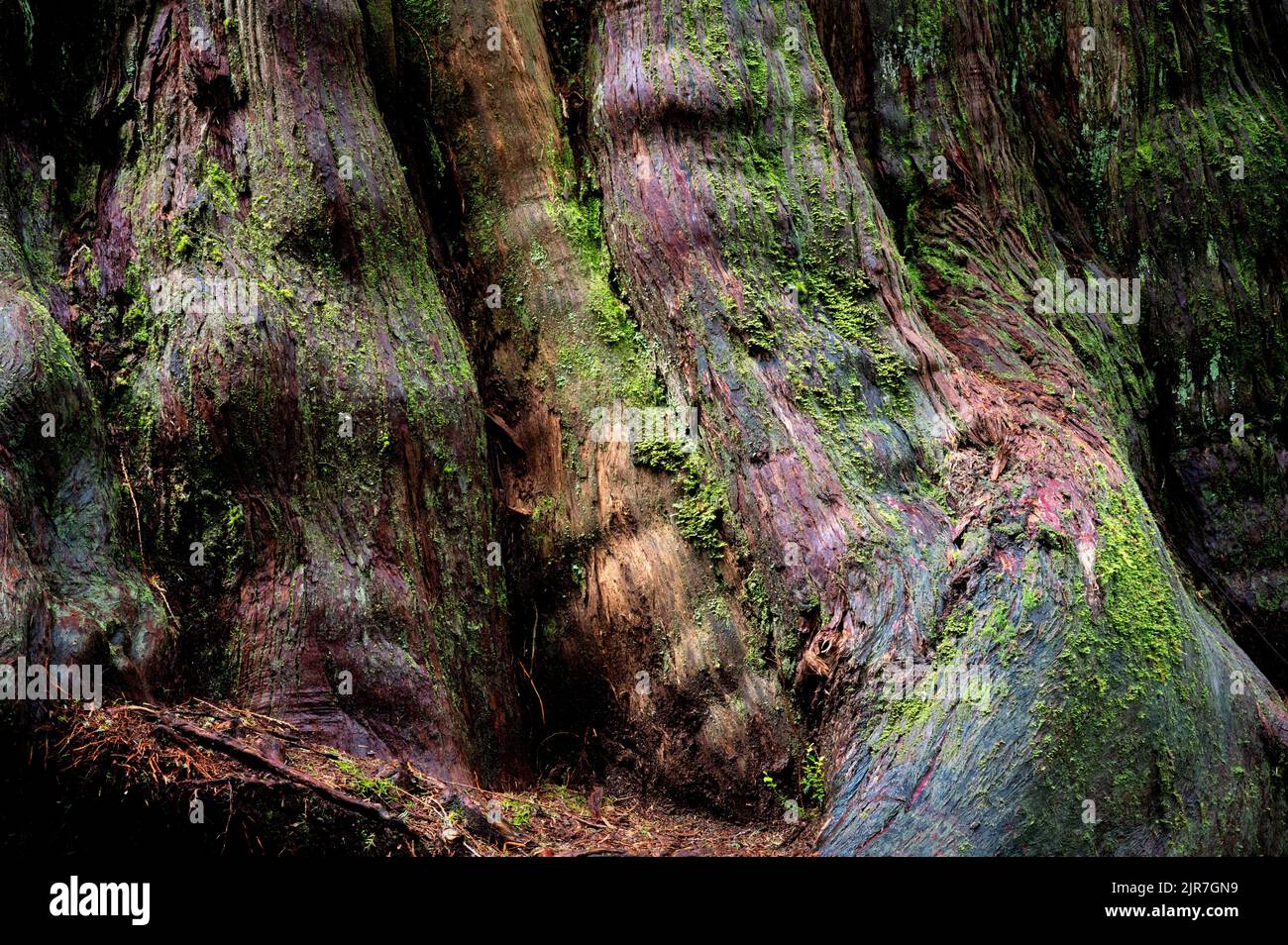A detailed ancient cedar tree covered in moss - great for backgrounds ...