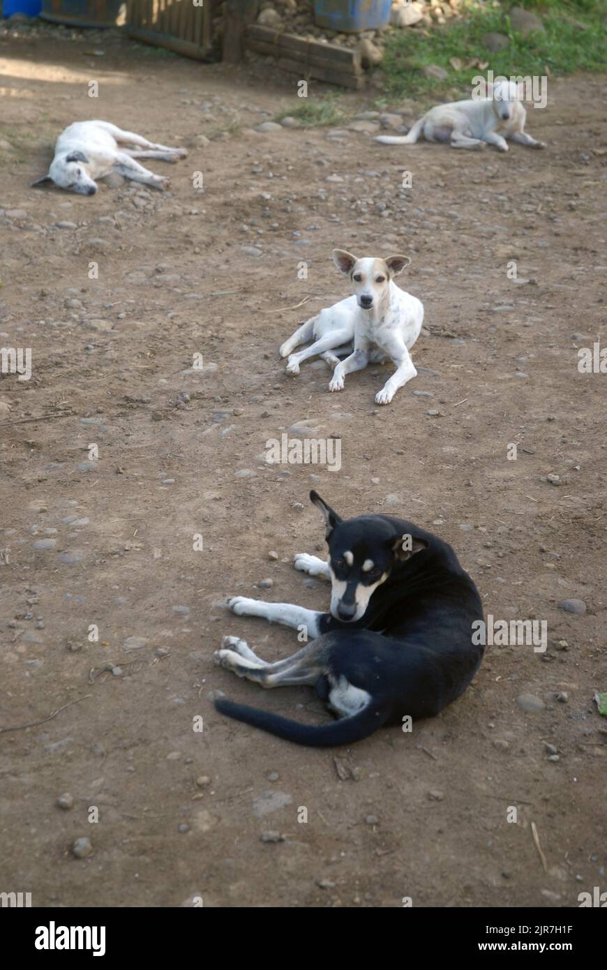 Stray Dogs, Sugar Cane Farm, Cadiz City, Negros Occidental, Philippines ...