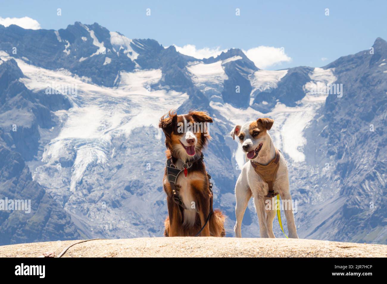 Alpine dogs hi-res stock photography and images - Alamy
