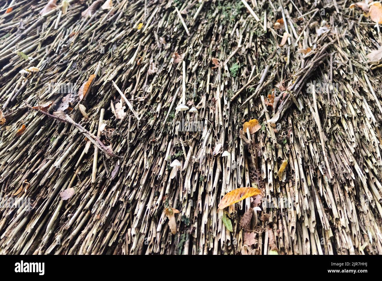 Close up view at the surface of golden straw Stock Photo - Alamy