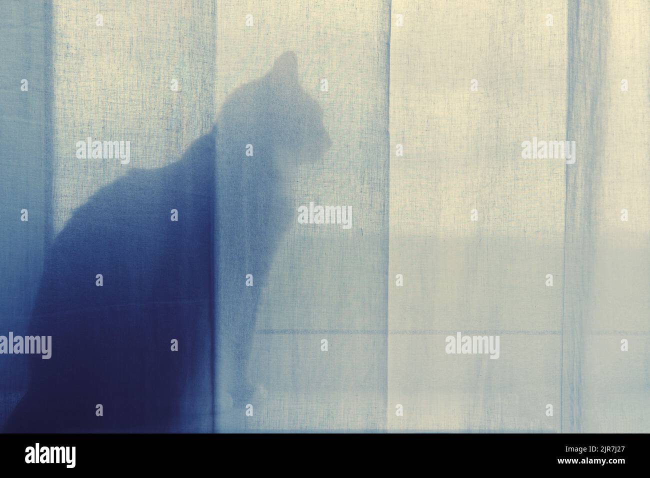 Silhouette of a cat at the window behind the curtain. Shadow pet on the ...