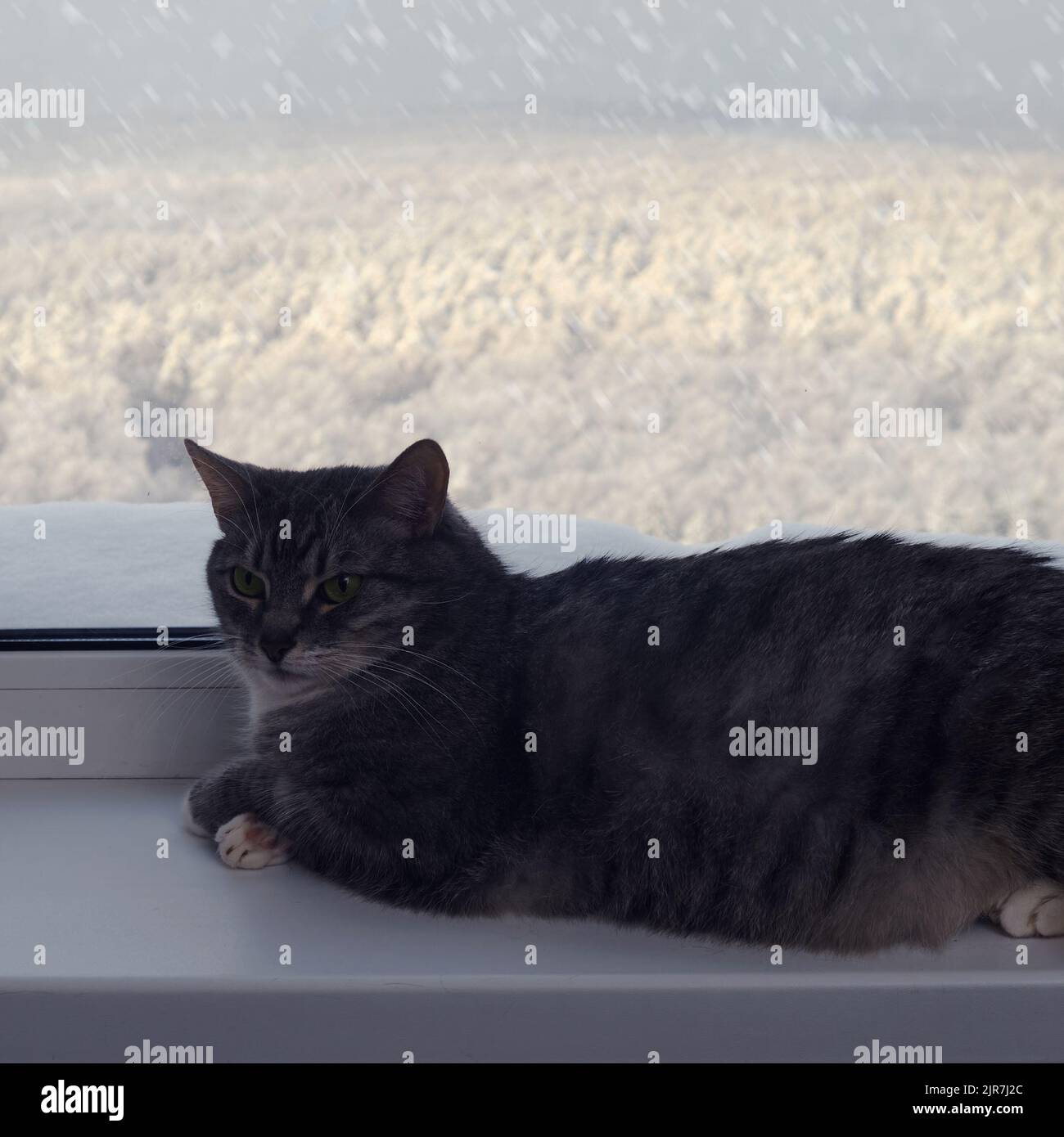 Gray cat at a winter window with trees in the snow. Pet on the window ...