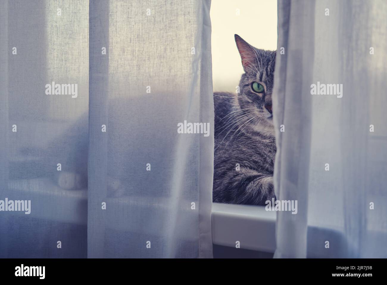 Silhouette of a cat at the window behind the curtain. Shadow pet on the ...