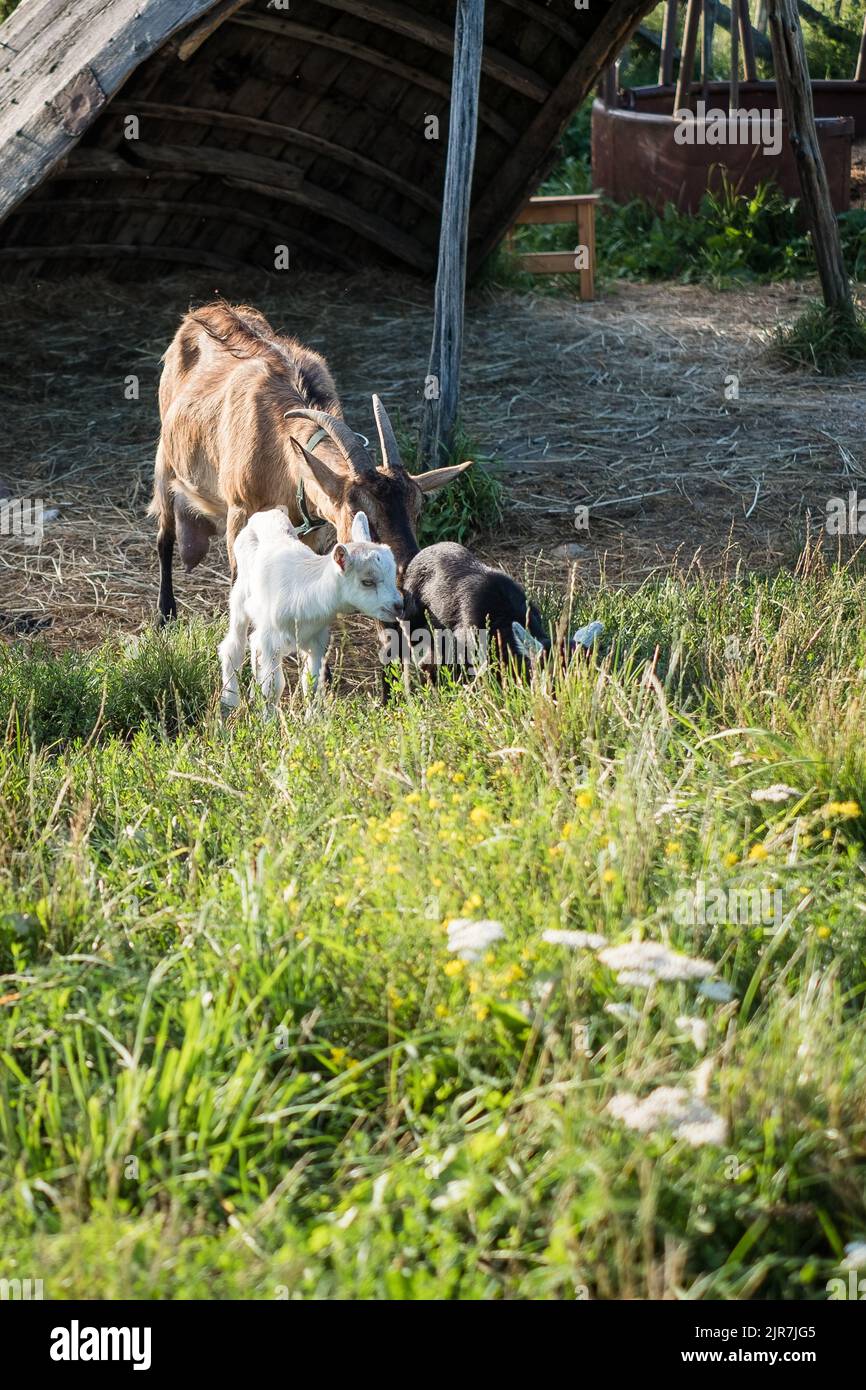 Goat family hiding under old wooden fishing boat for shade during hot ...