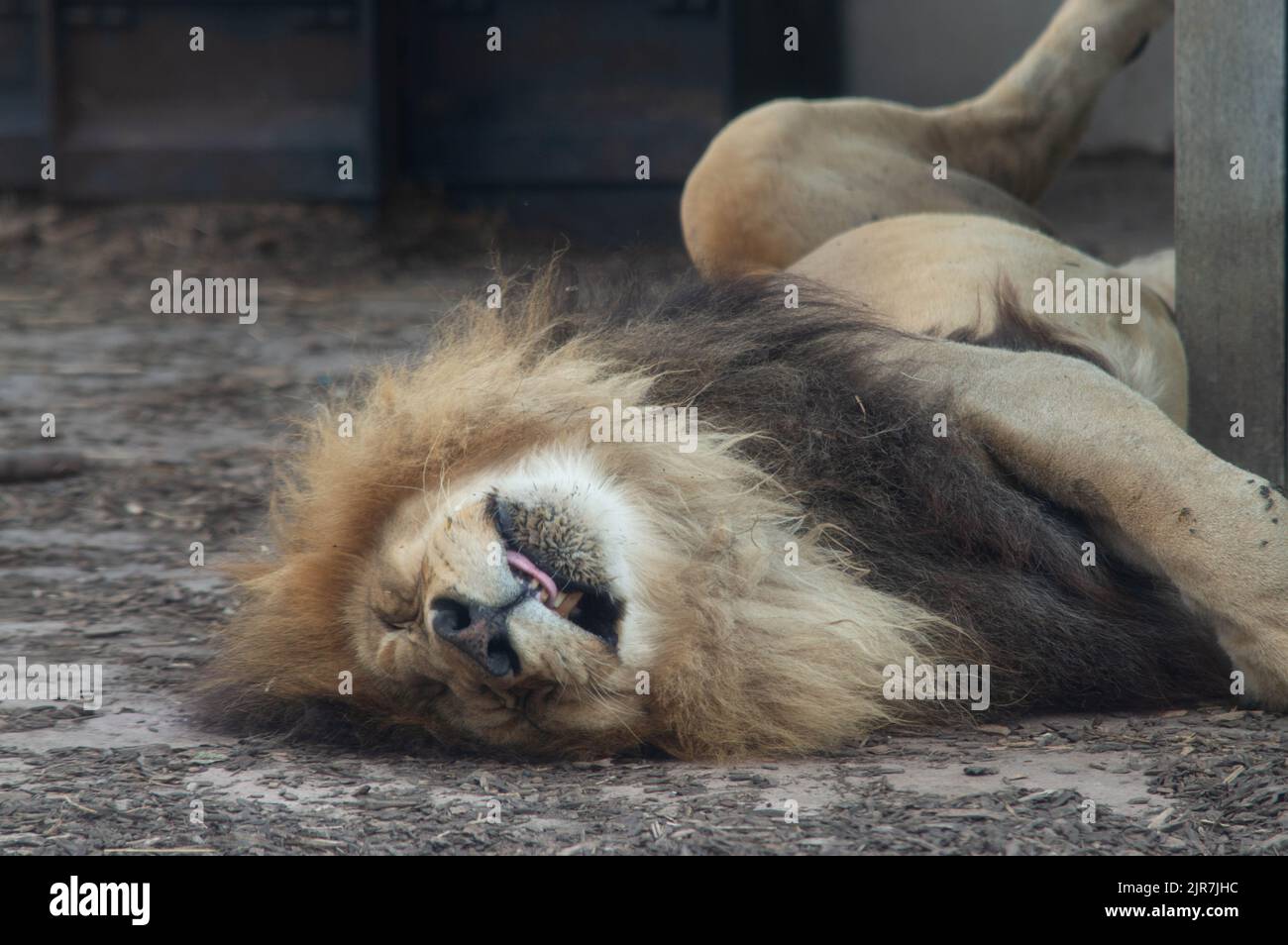 A selective focus shot of a Lion lying on the ground Stock Photo - Alamy