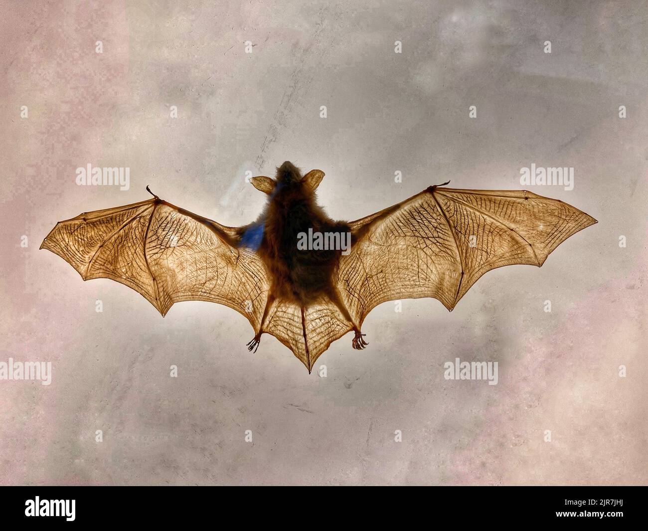 Microbat hi-res stock photography and images - Alamy