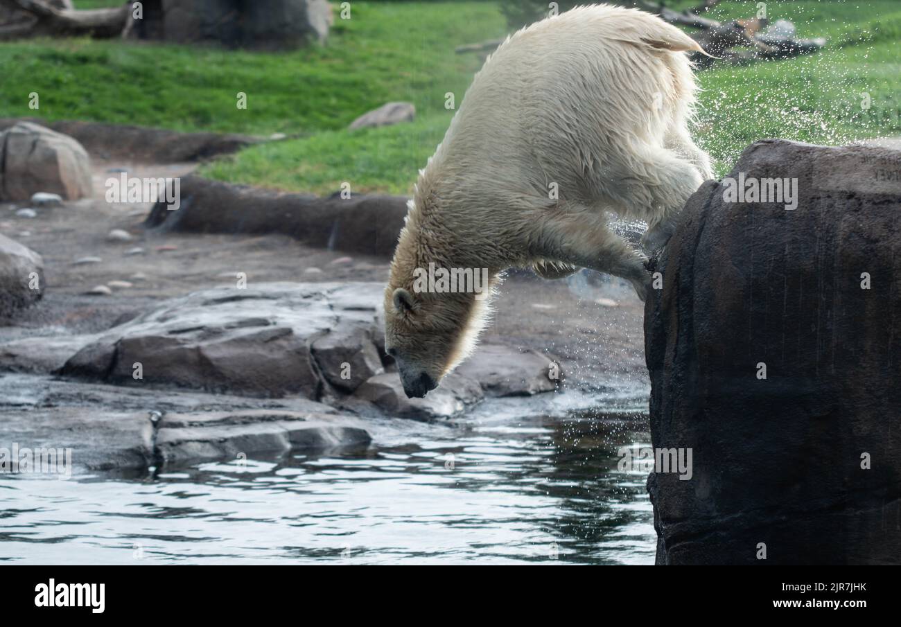 A closeup of a Polar Bear jumping into the water Stock Photo - Alamy