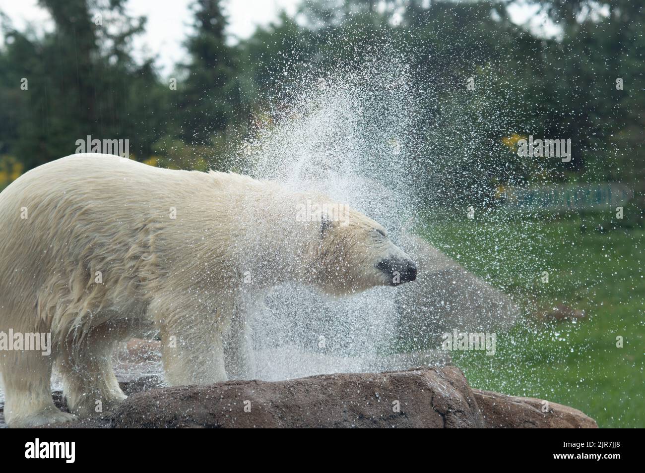 A closeup of a Polar Bear shaking off the water Stock Photo - Alamy
