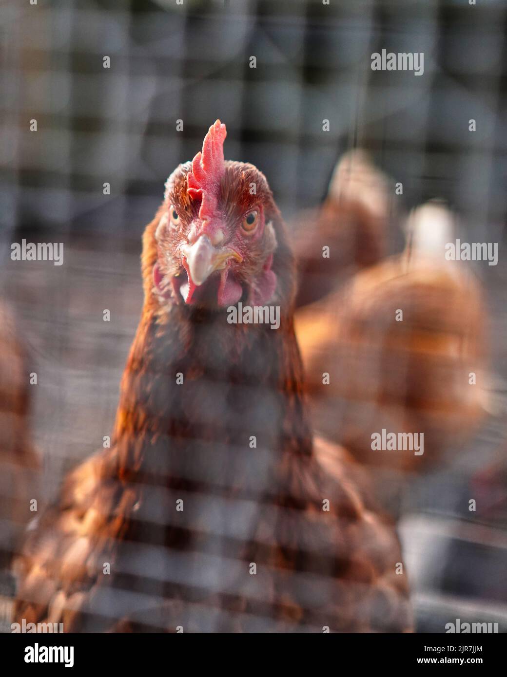 A vertical shot of a Chicken behind a metal fence Stock Photo - Alamy