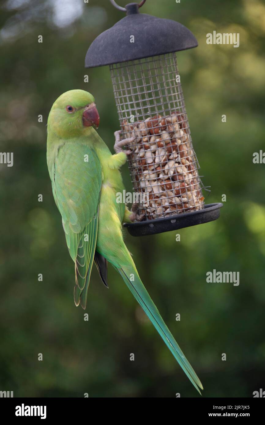 Parakeet on garden bird feeder with peanuts hi-res stock photography ...