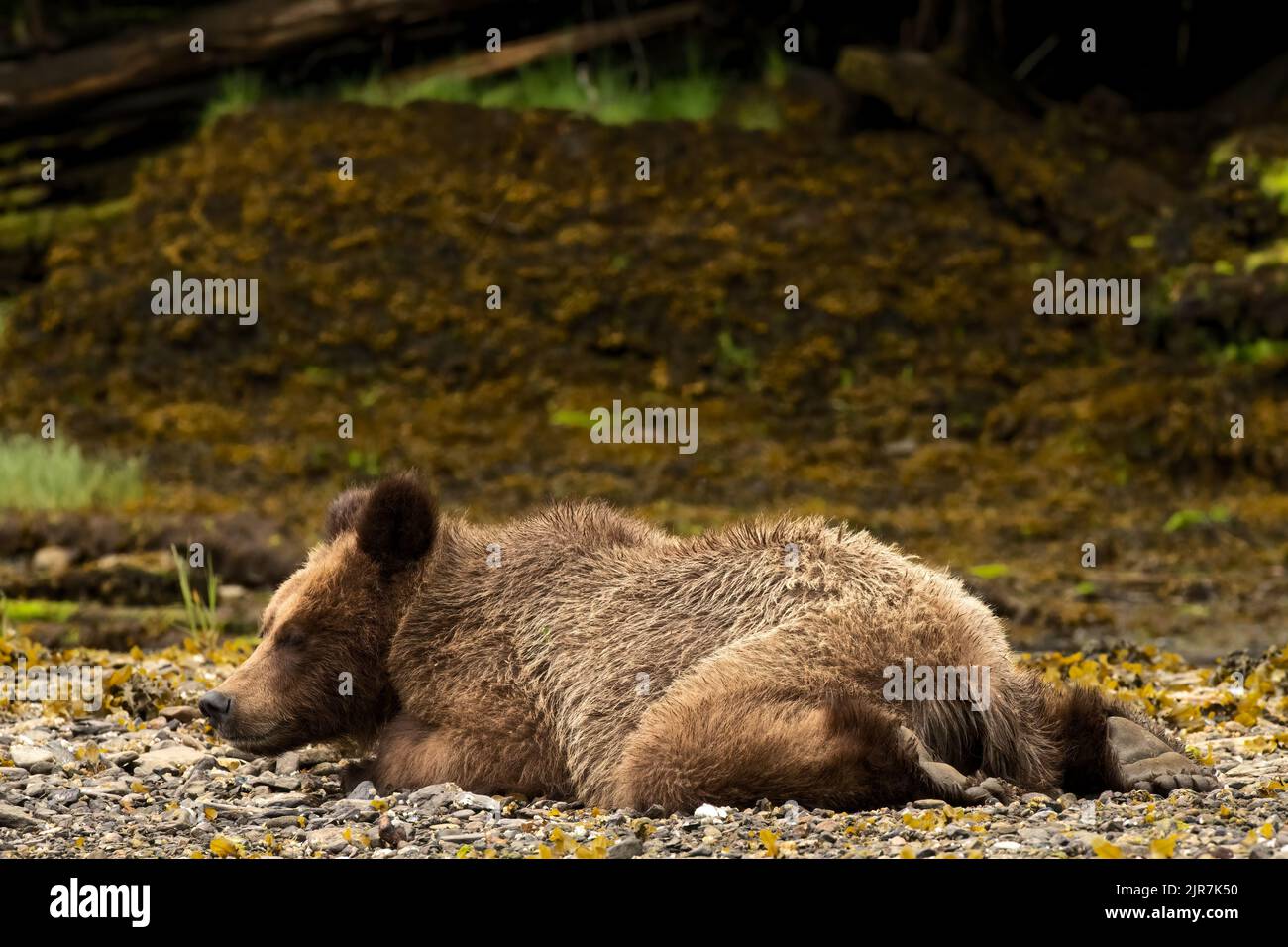 A grizzly bear cub lying down in the Khutzeymateen Sanctuary in ...