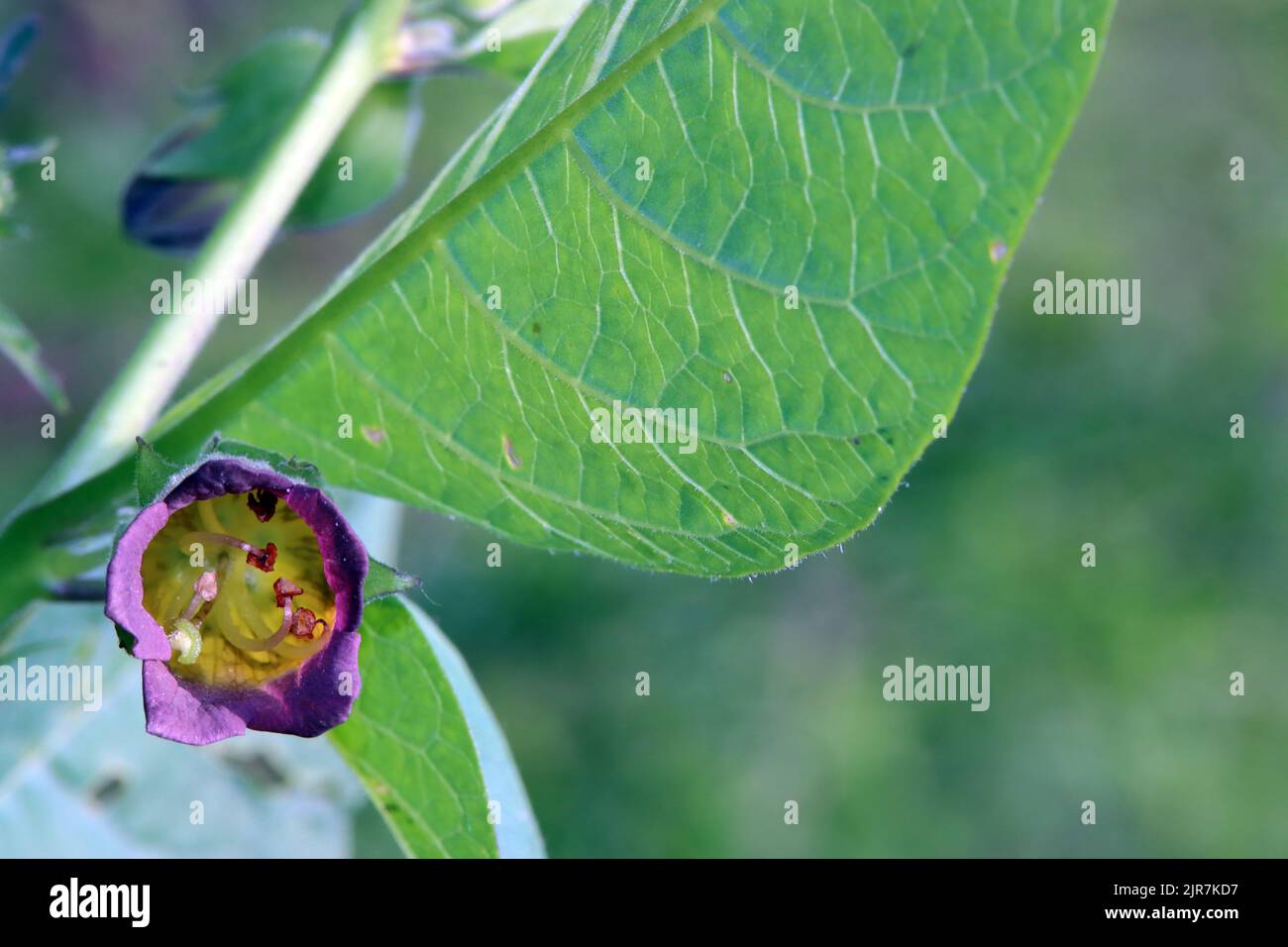 Schwarze blute hi-res stock photography and images - Alamy