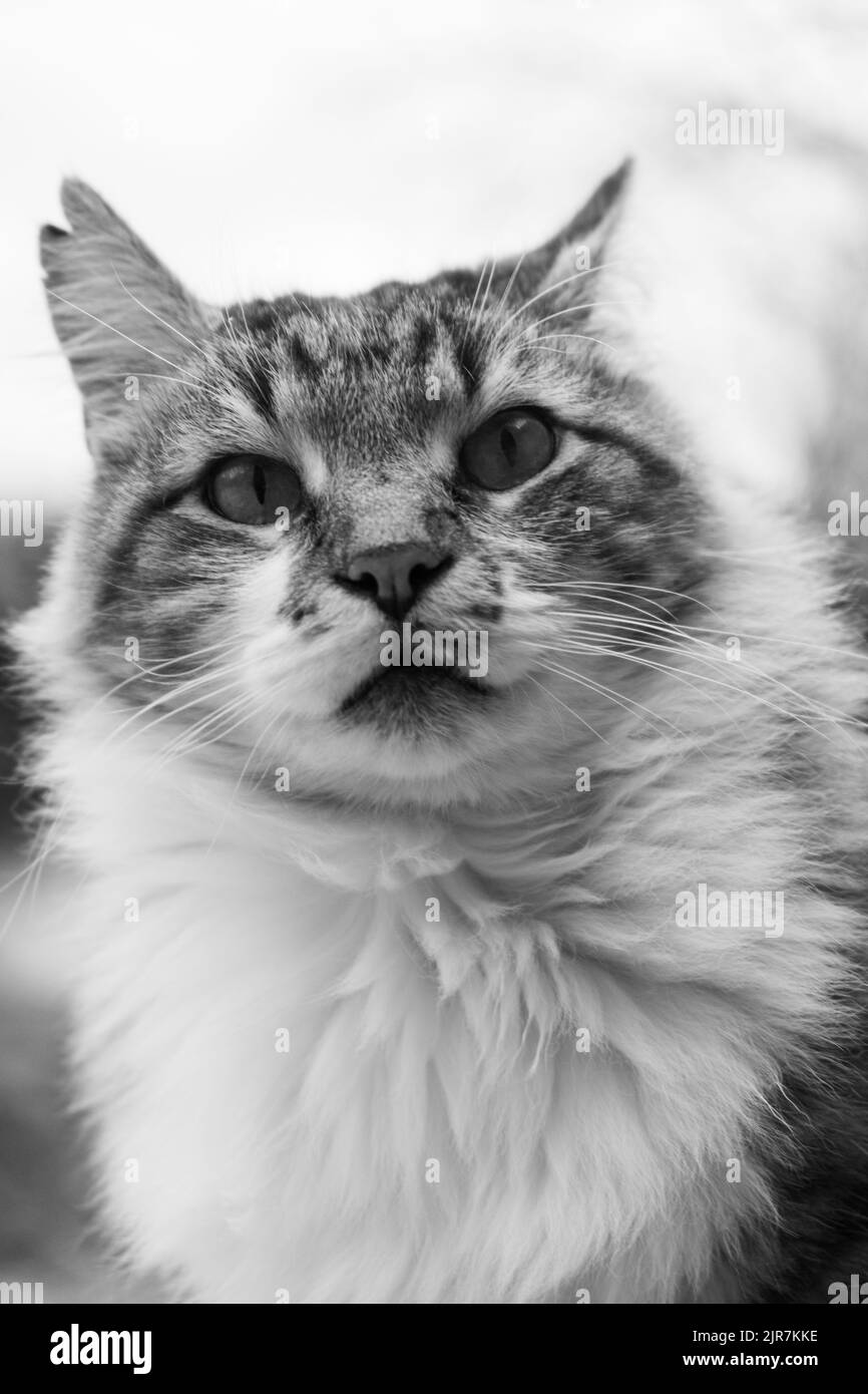 A vertical grayscale shot of a furry cat Stock Photo - Alamy