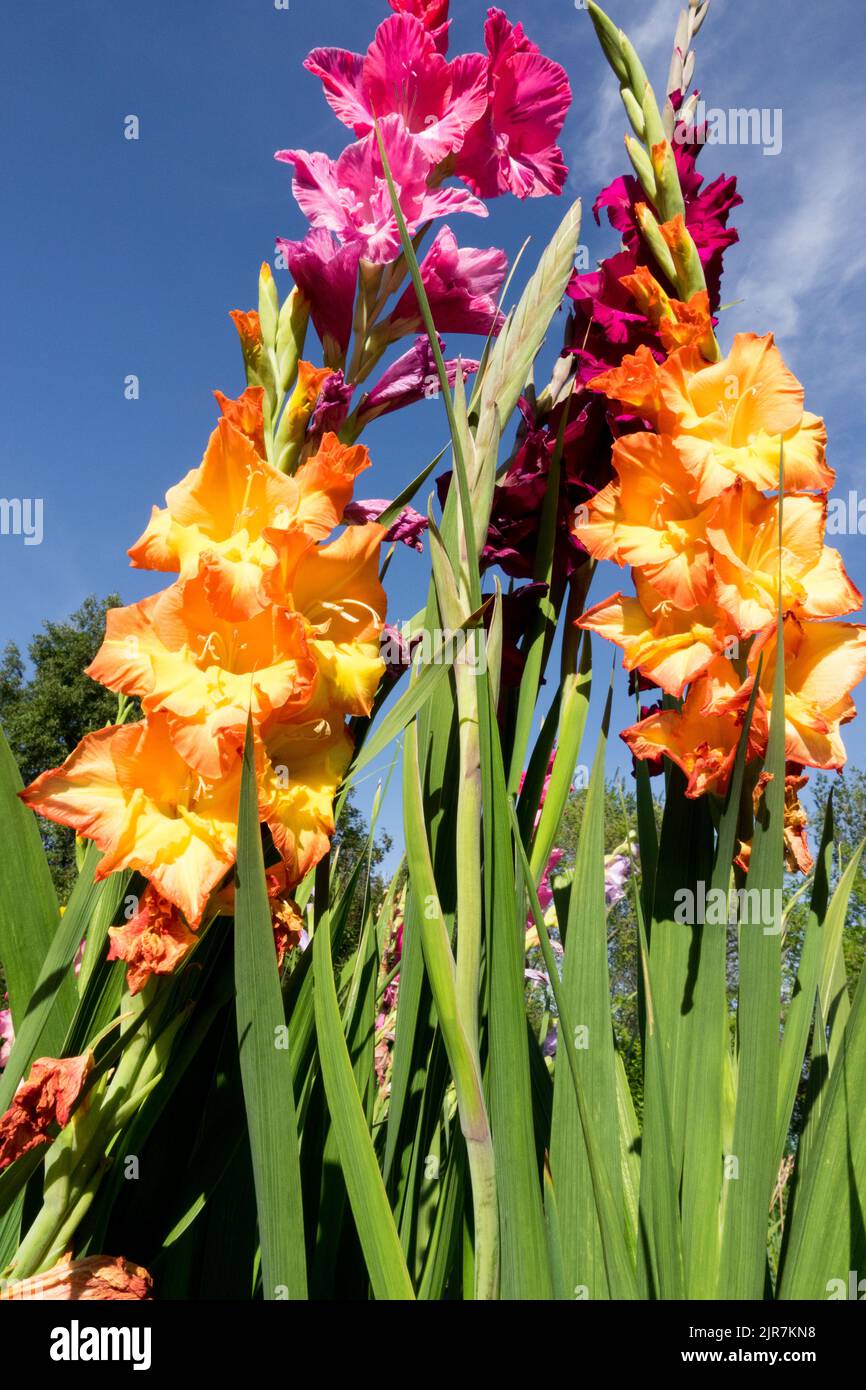 Blooming Gladiola flowers in garden Stock Photo - Alamy