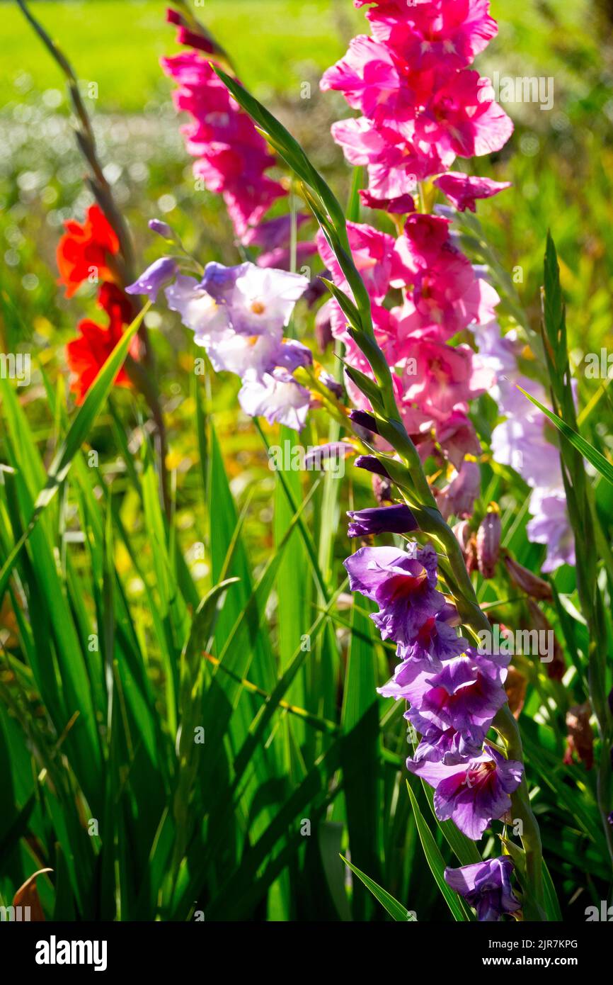 Gladiolus garden flowers Stock Photo - Alamy