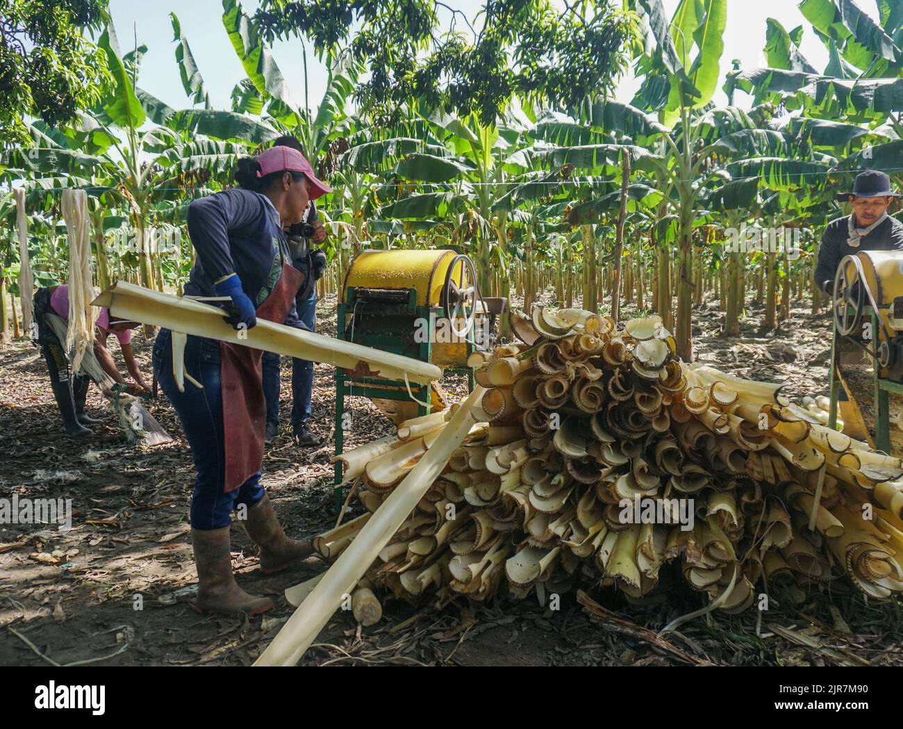 Cabuyaro, Colombia. 18th Sep, 2022. A woman in Cabuyaro, Meta works in ...