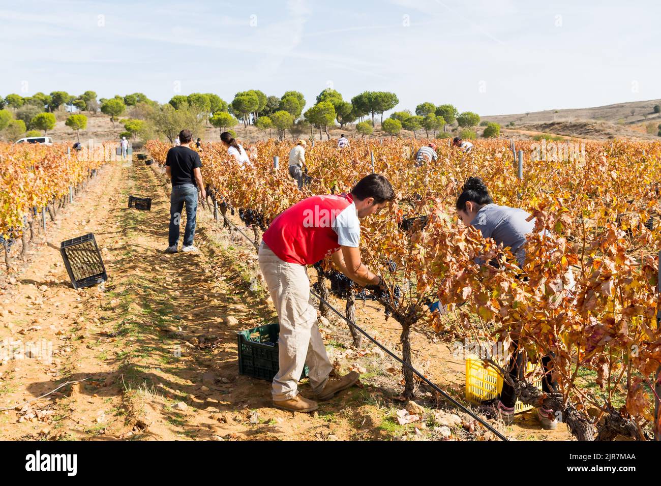 Grapes workers vineyard hi-res stock photography and images - Alamy