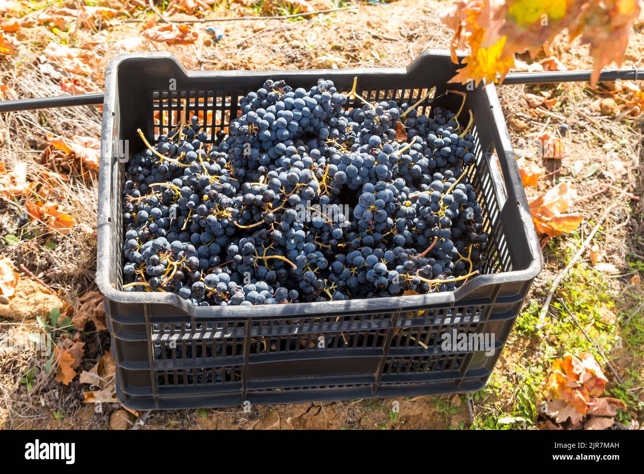 Bunches of freshly harvested red grapes in a plastic box Stock Photo ...