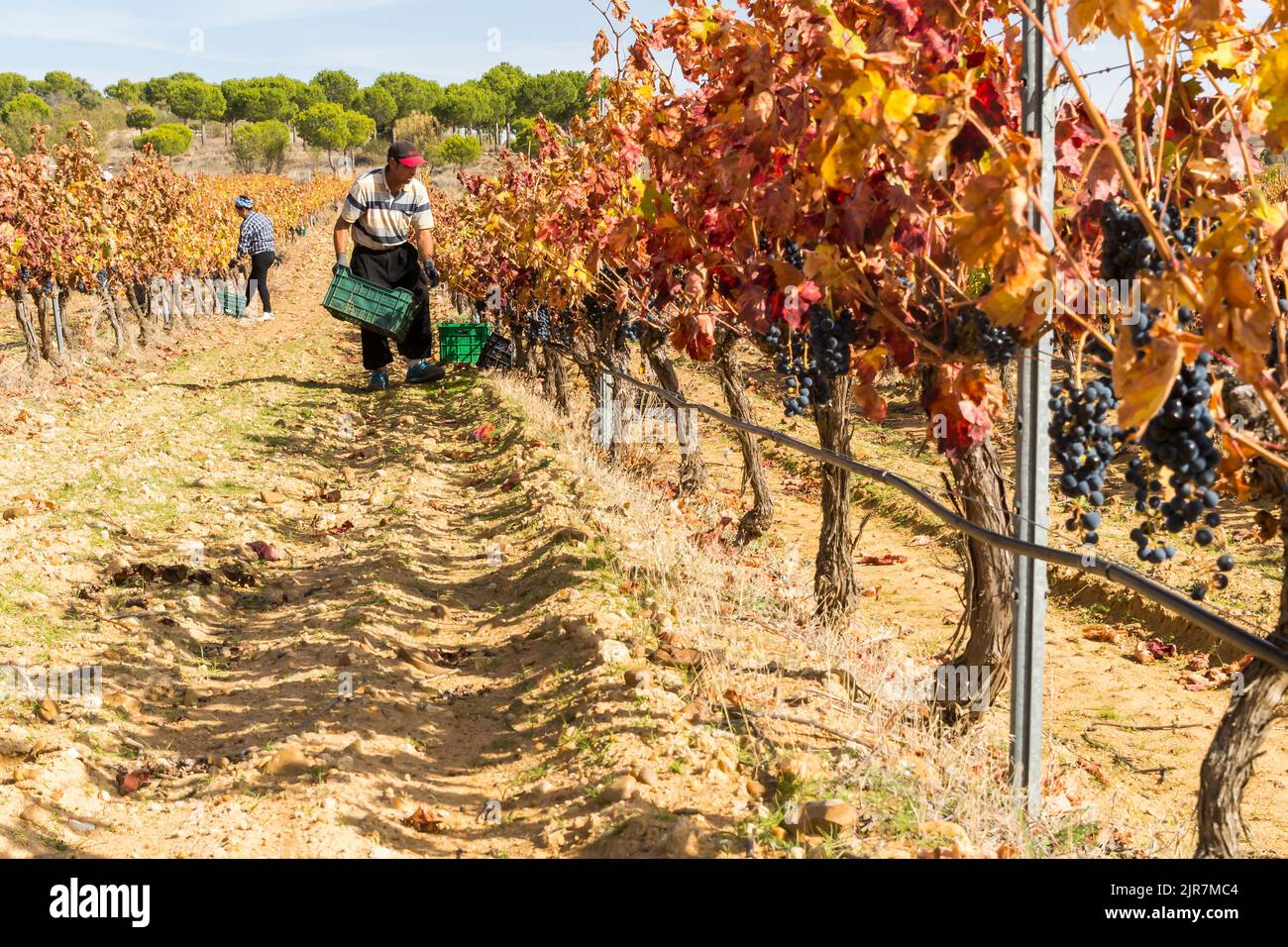 Worker harvesting in a vineyard in Toro, Zamora, Spain during autumn ...